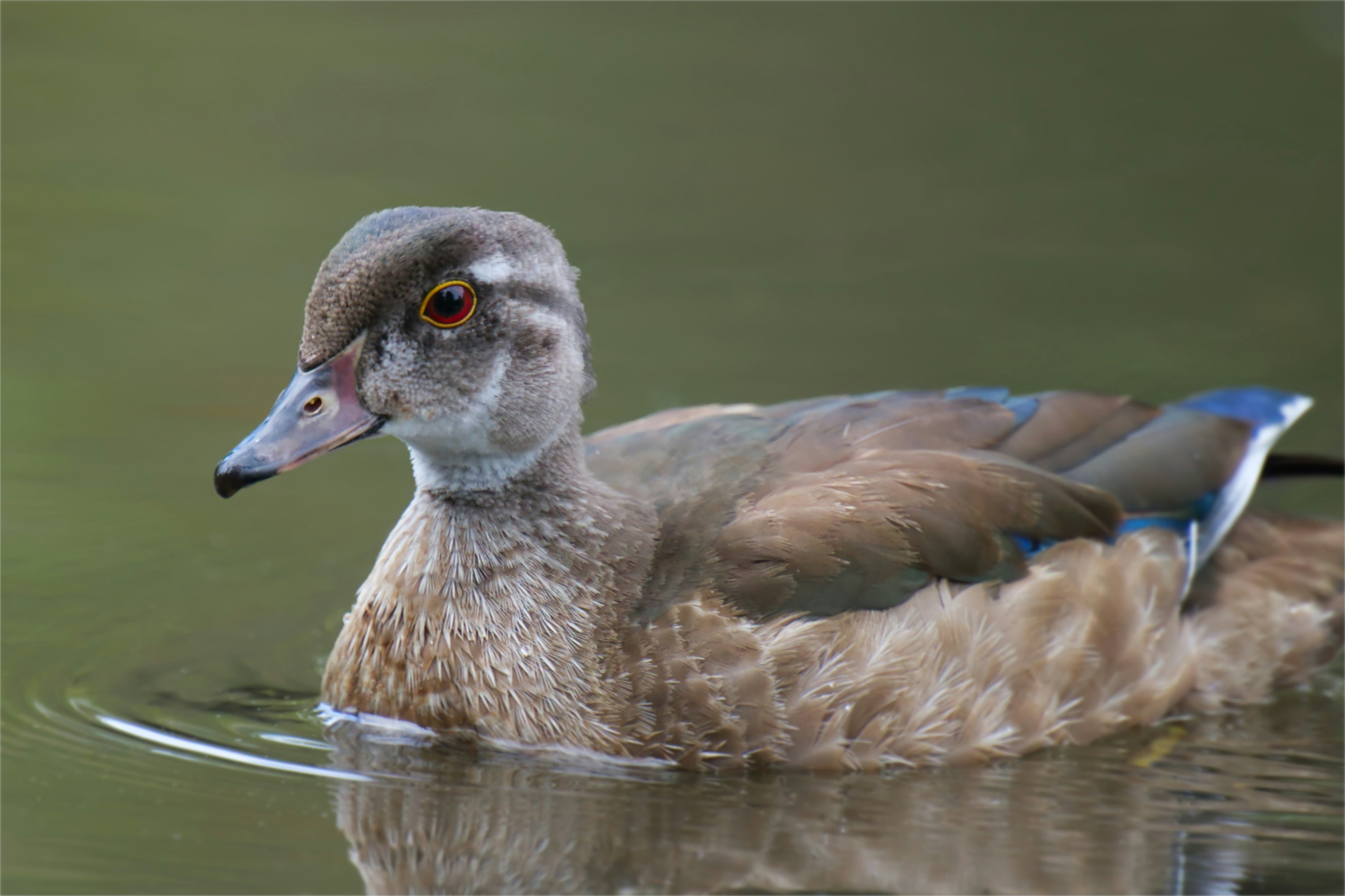 Un primer plano de un pato en un cuerpo de agua foto – Imagen de Parque ...