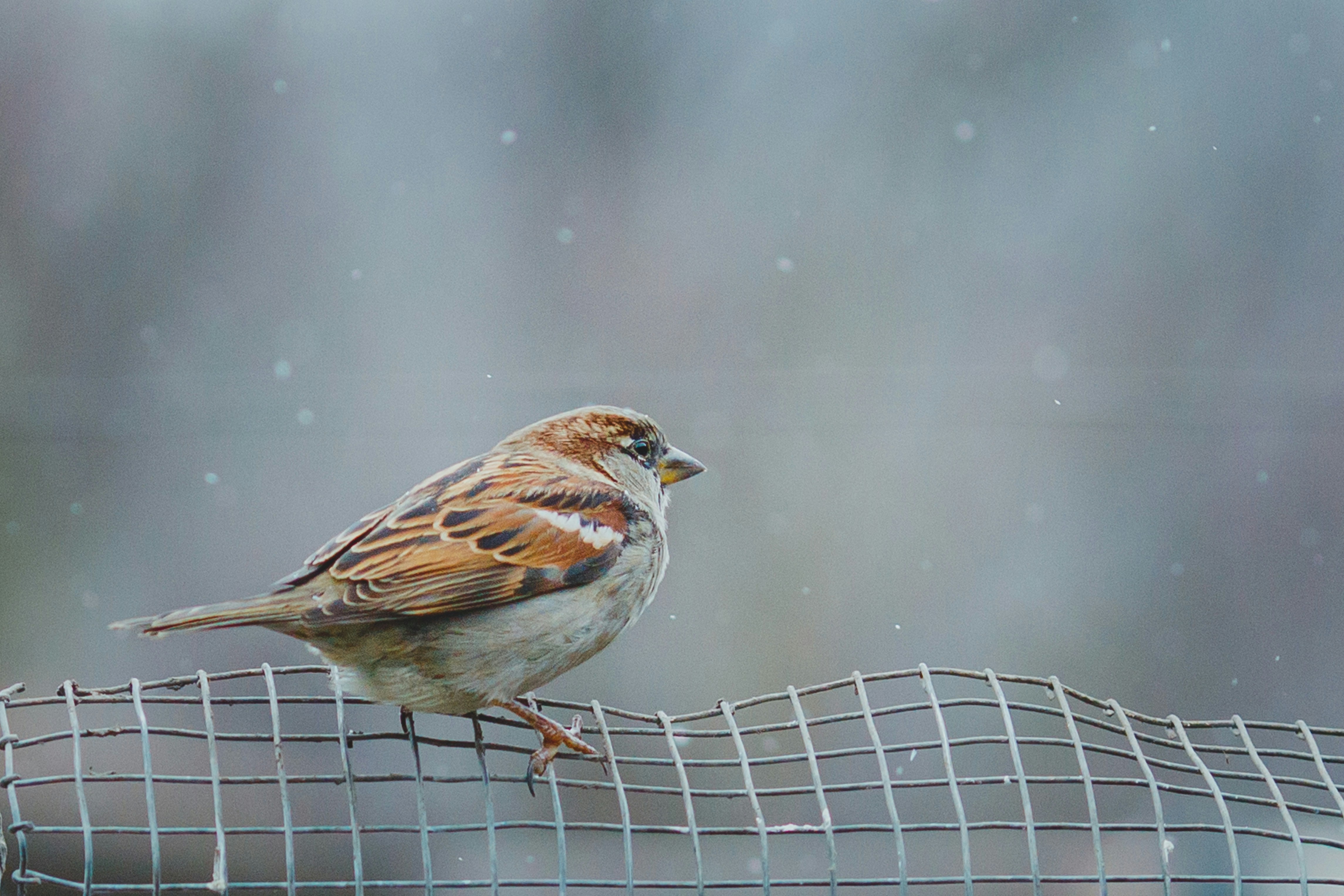 a brown and white bird sitting on a wire fence