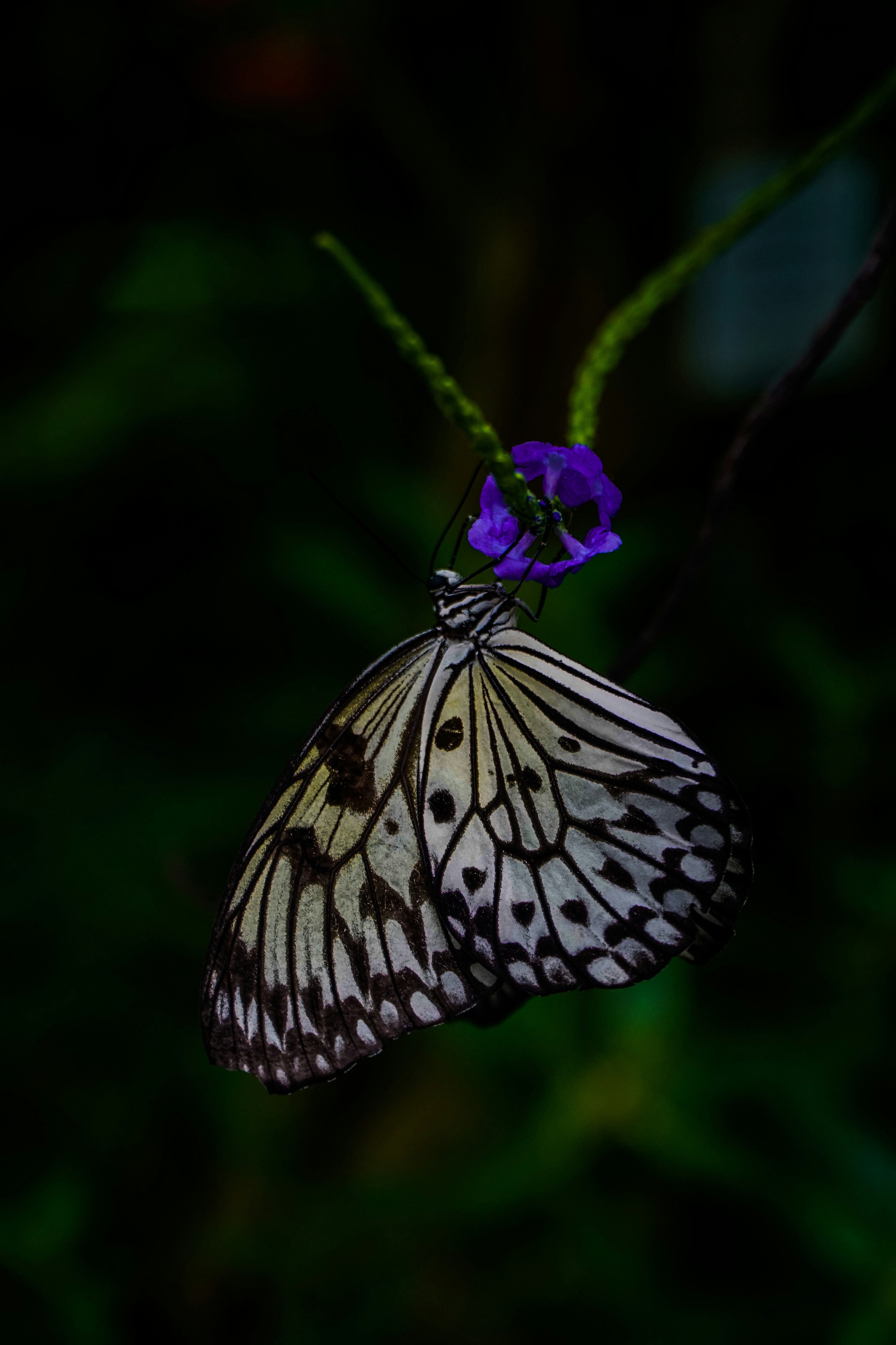 a white and black butterfly sitting on a purple flower