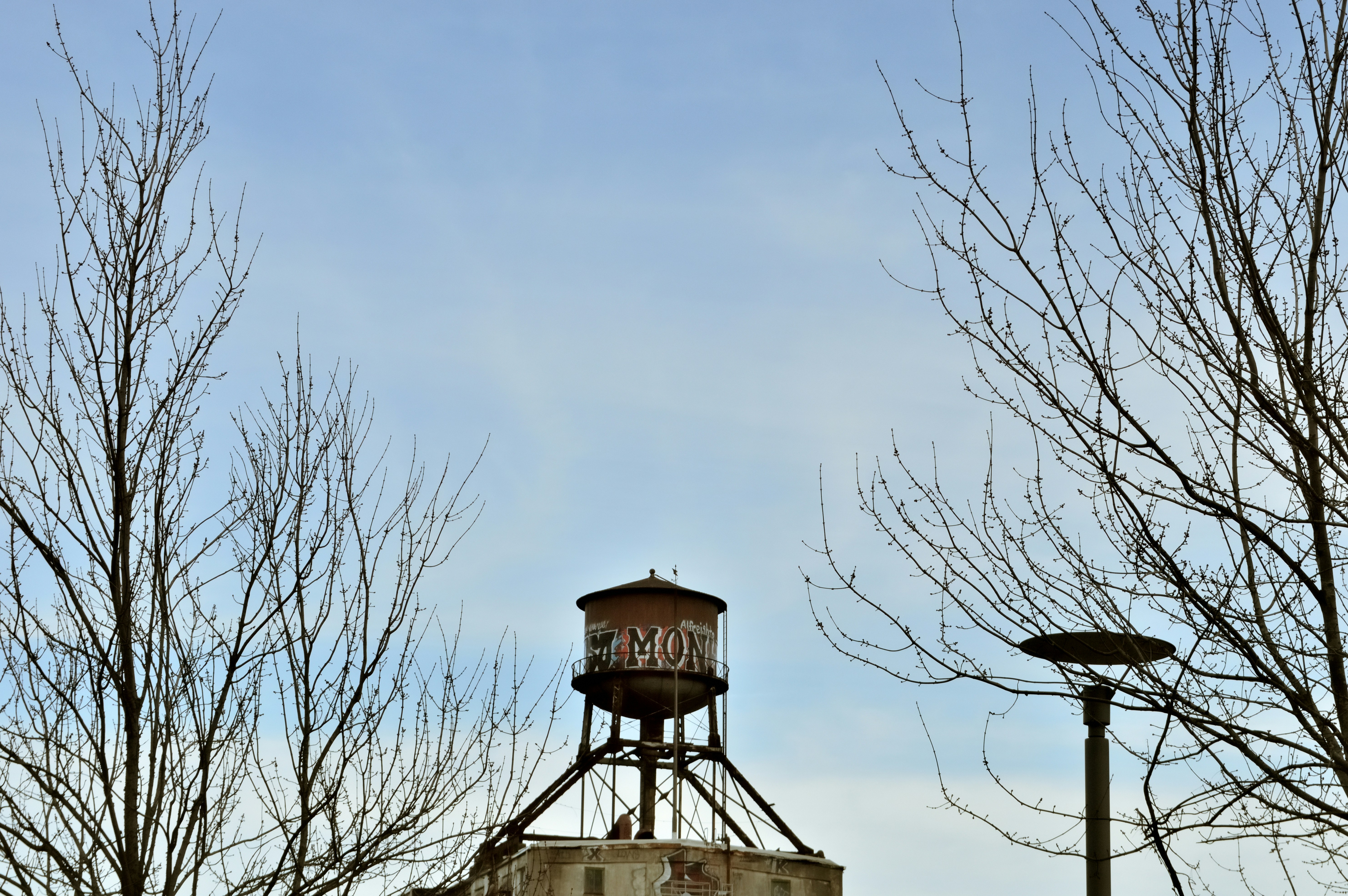 A water tower in the middle of a bare tree photo – Free Portland Image ...