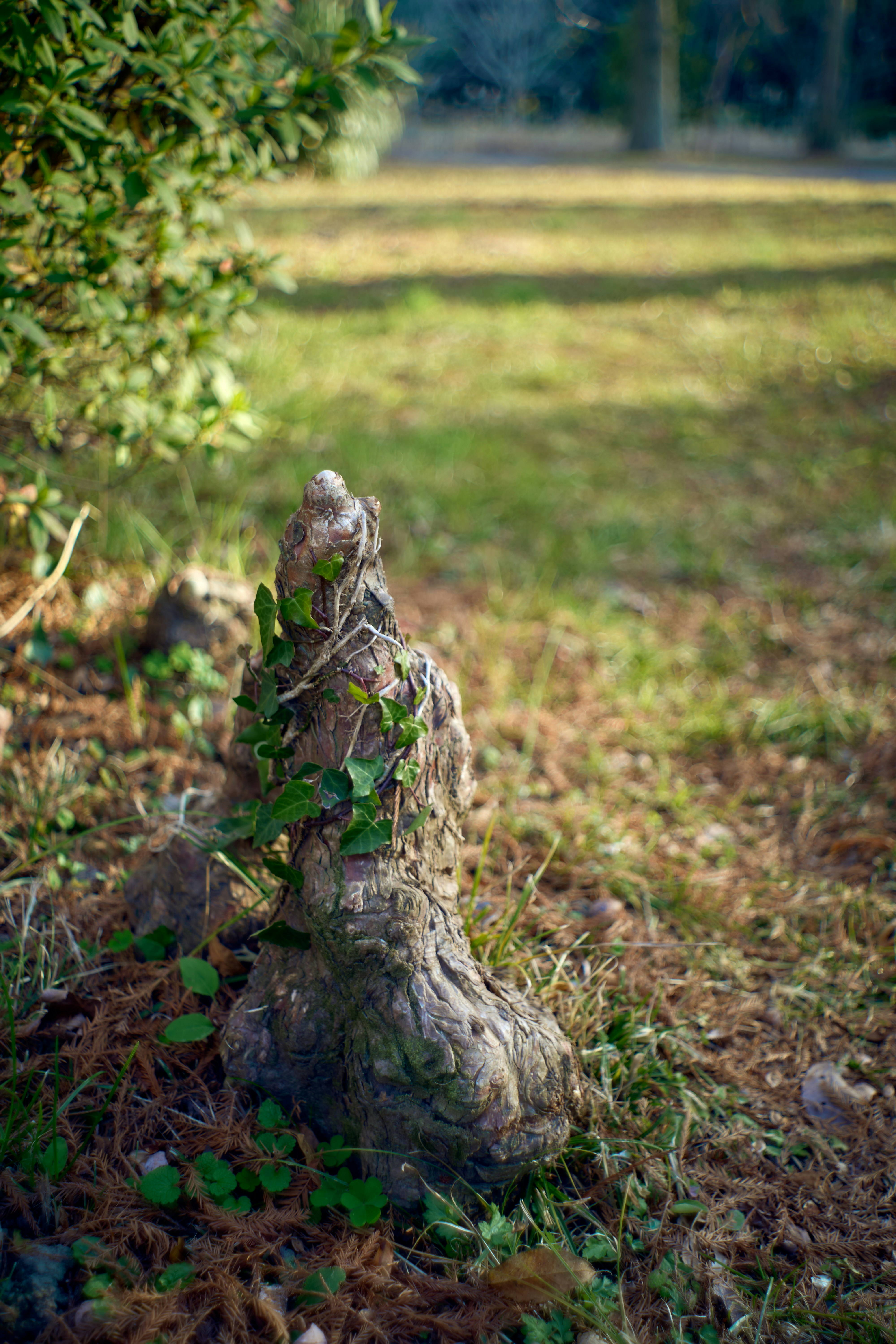 Ivy-Clad Stone Sentinel Basking in Morning Light
