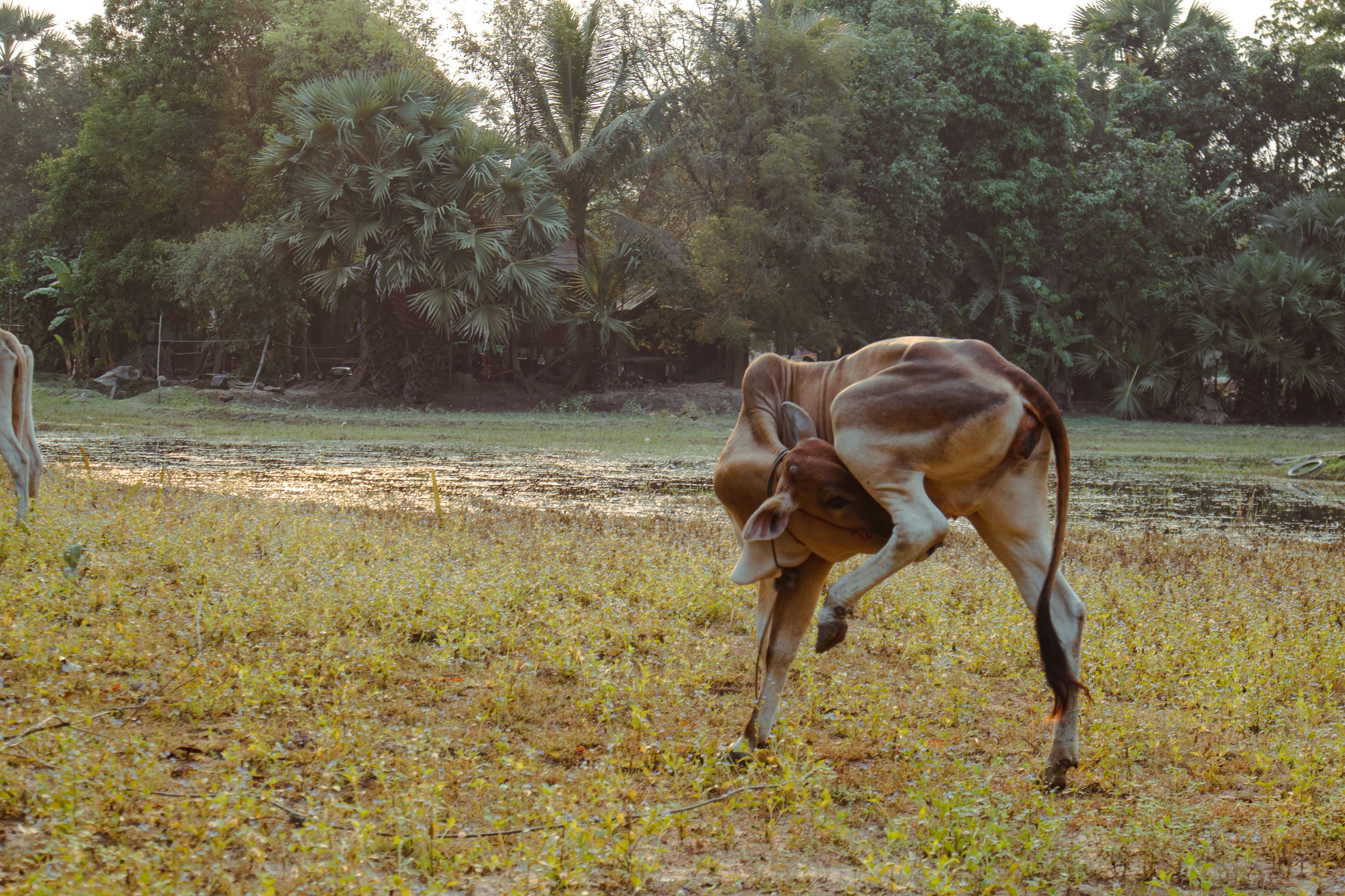 a couple of animals that are standing in the grass