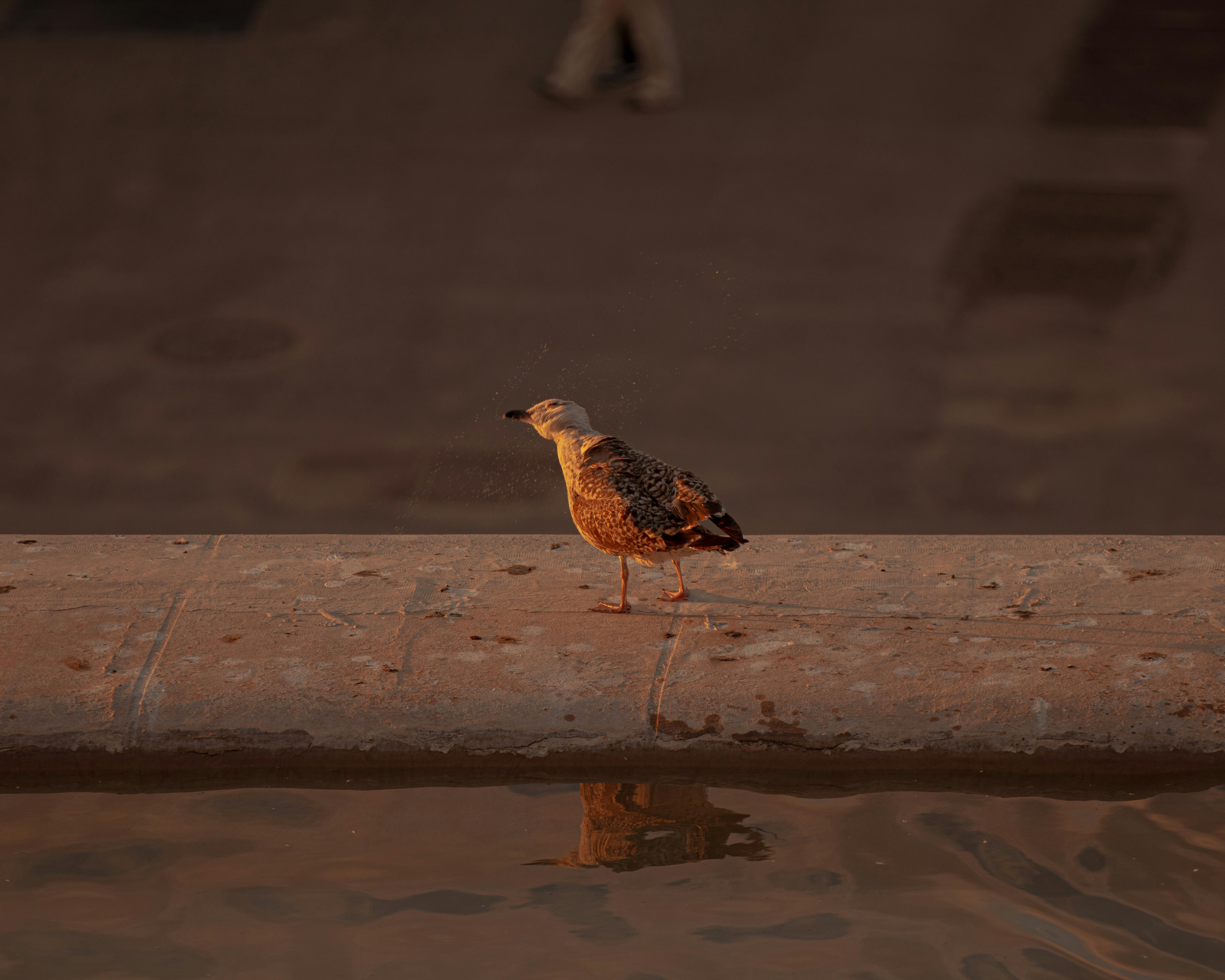 a small bird standing on a piece of concrete