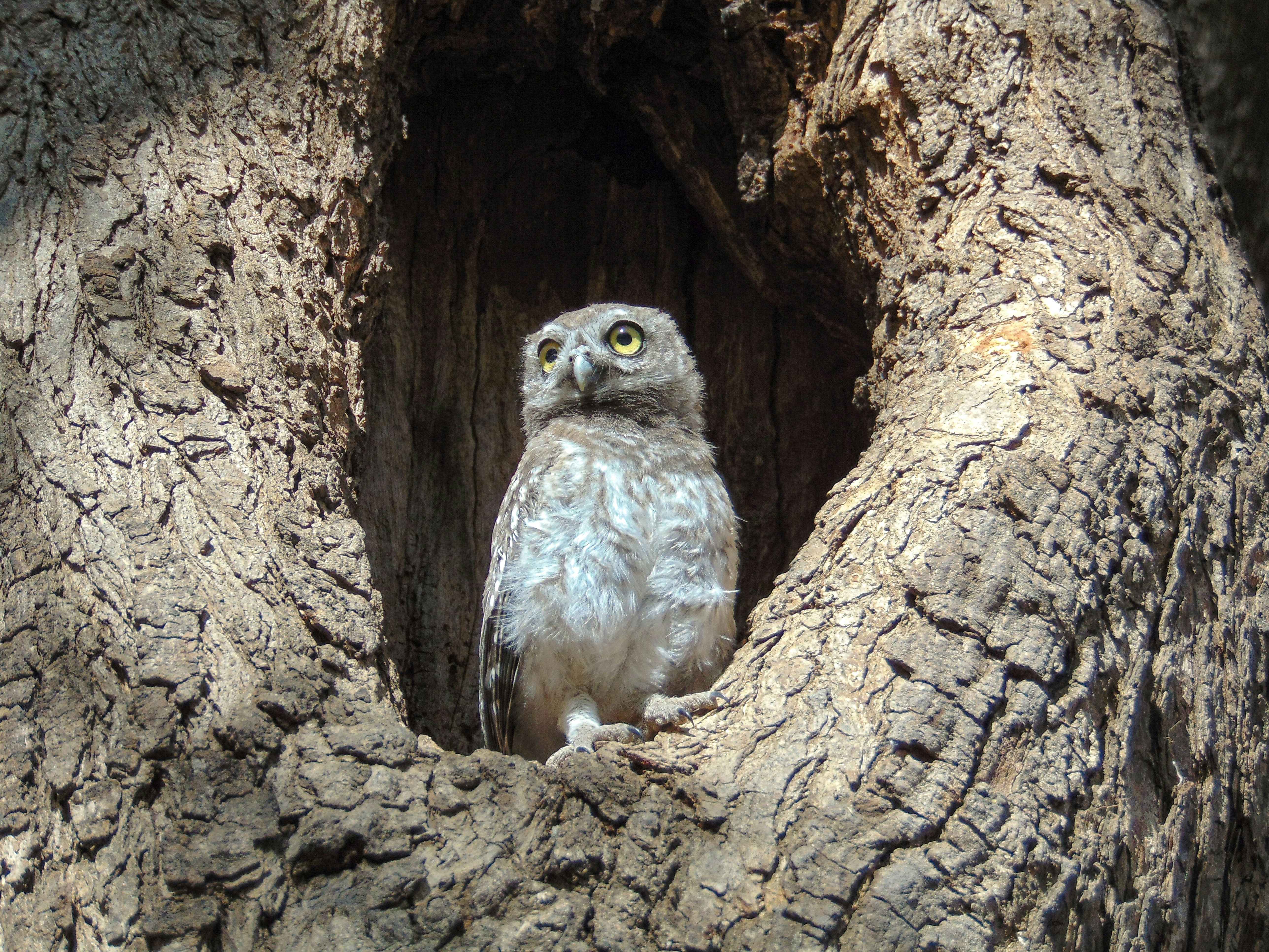 A small owl perched inside a textured tree hollow, observing its surroundings with keen eyes.