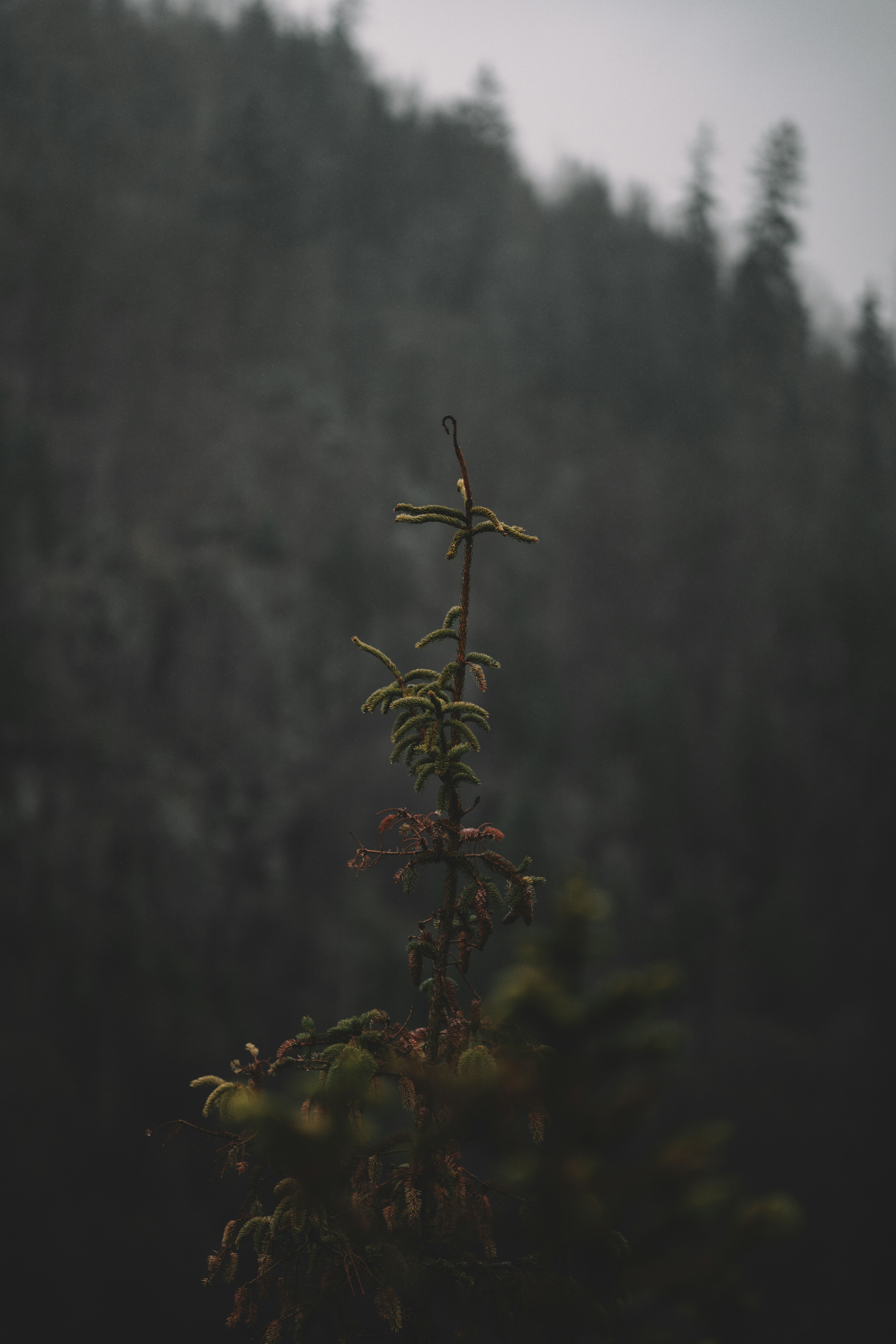 a small tree in the middle of a forest