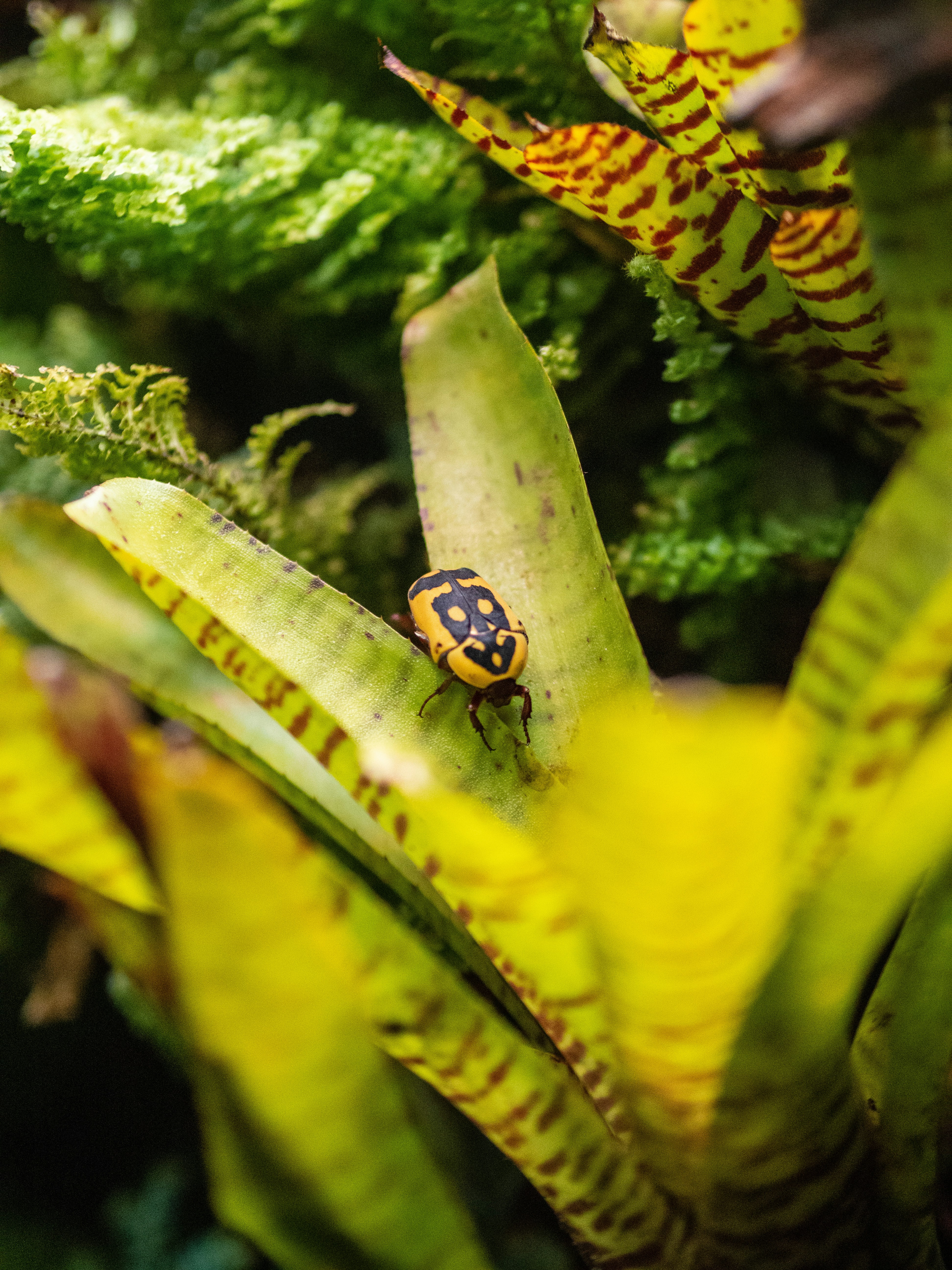 A vibrant yellow and black beetle perched on a green leaf surrounded by lush foliage. The intricate patterns of the leaves create a rich backdrop.