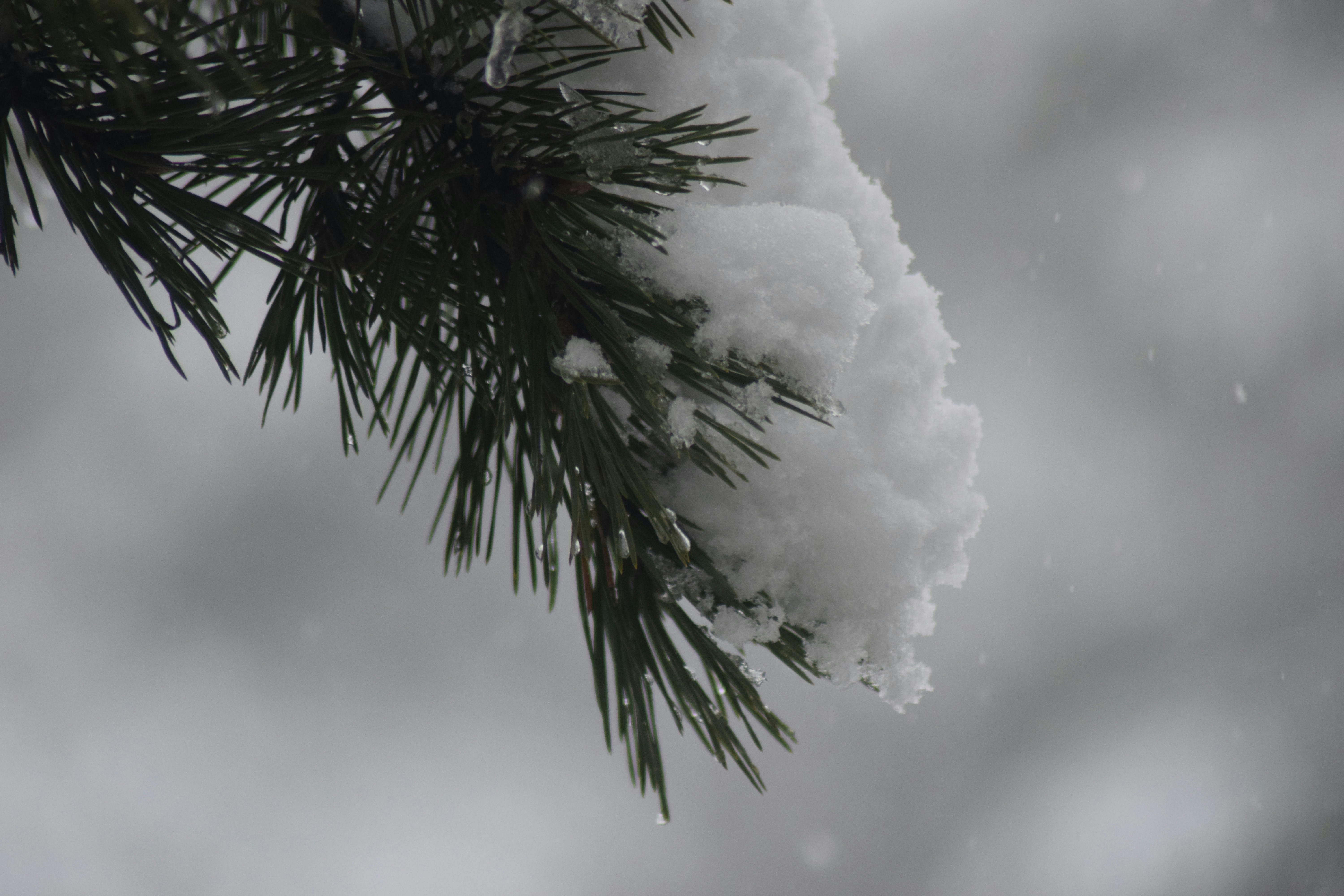 Snow-Laced Pine Needle Macro in Quiet Winter Light
