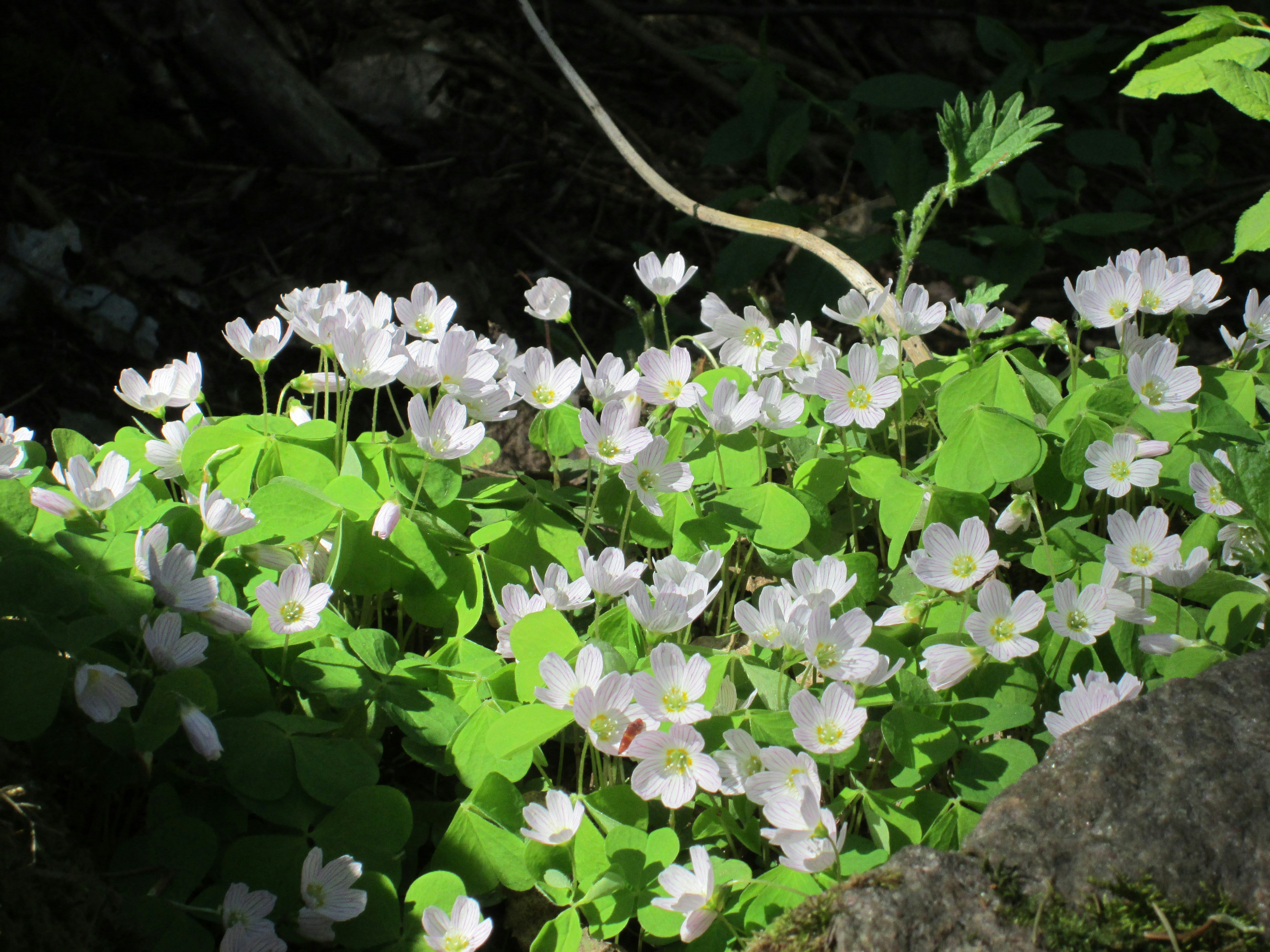 Photograph of a dense bed of white blossoms with vibrant green leaves and a dark rock backdrop.