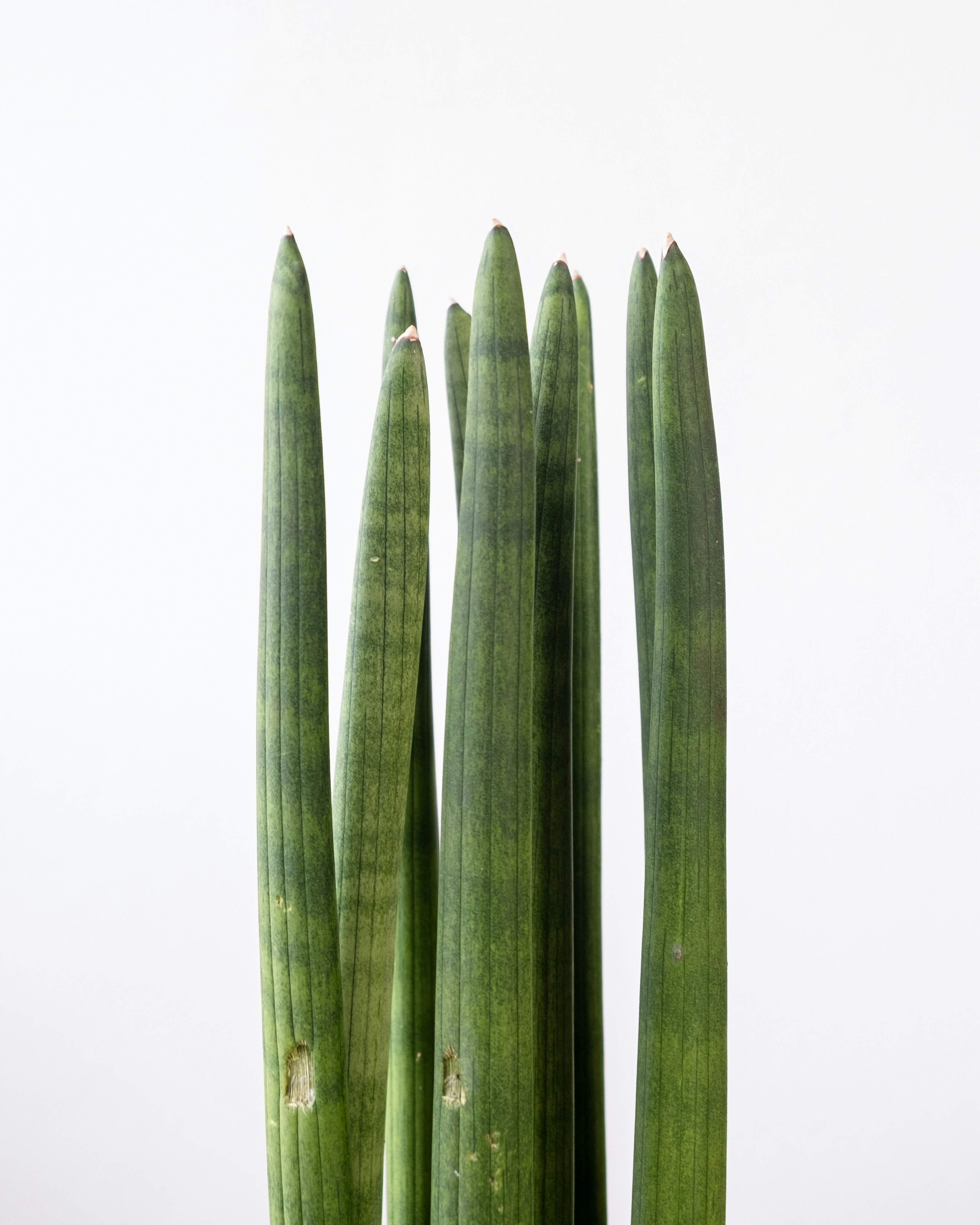 Foto Un primer plano de una planta con tallos muy largos – Imagen ...