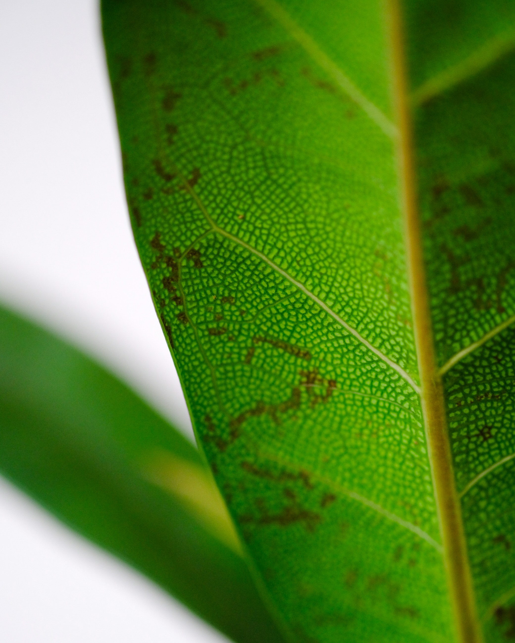 Emerald Vein Network: A Macro Portrait of Leaf Texture