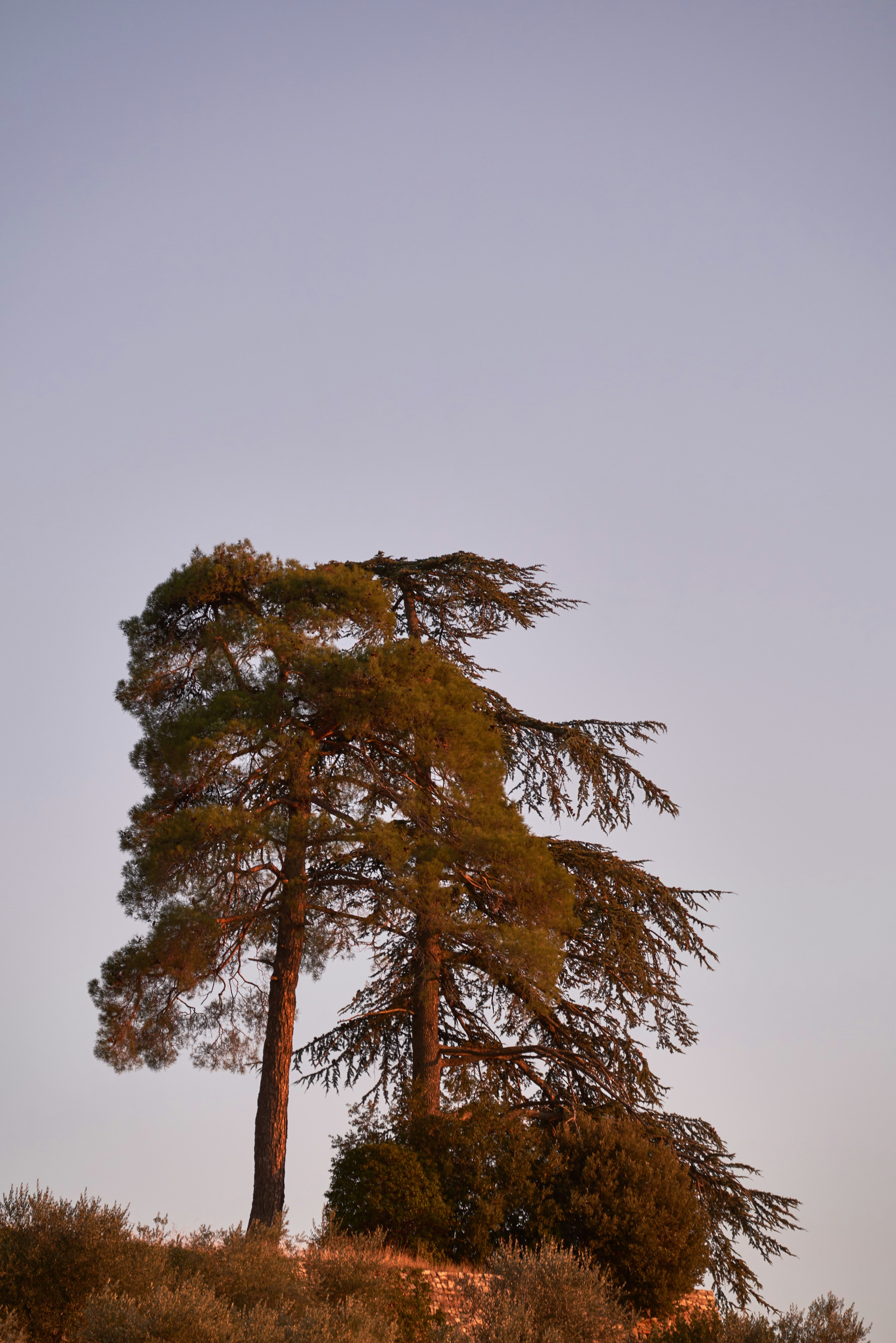 Against the Dusk: Lone Pines on a Gentle Slope