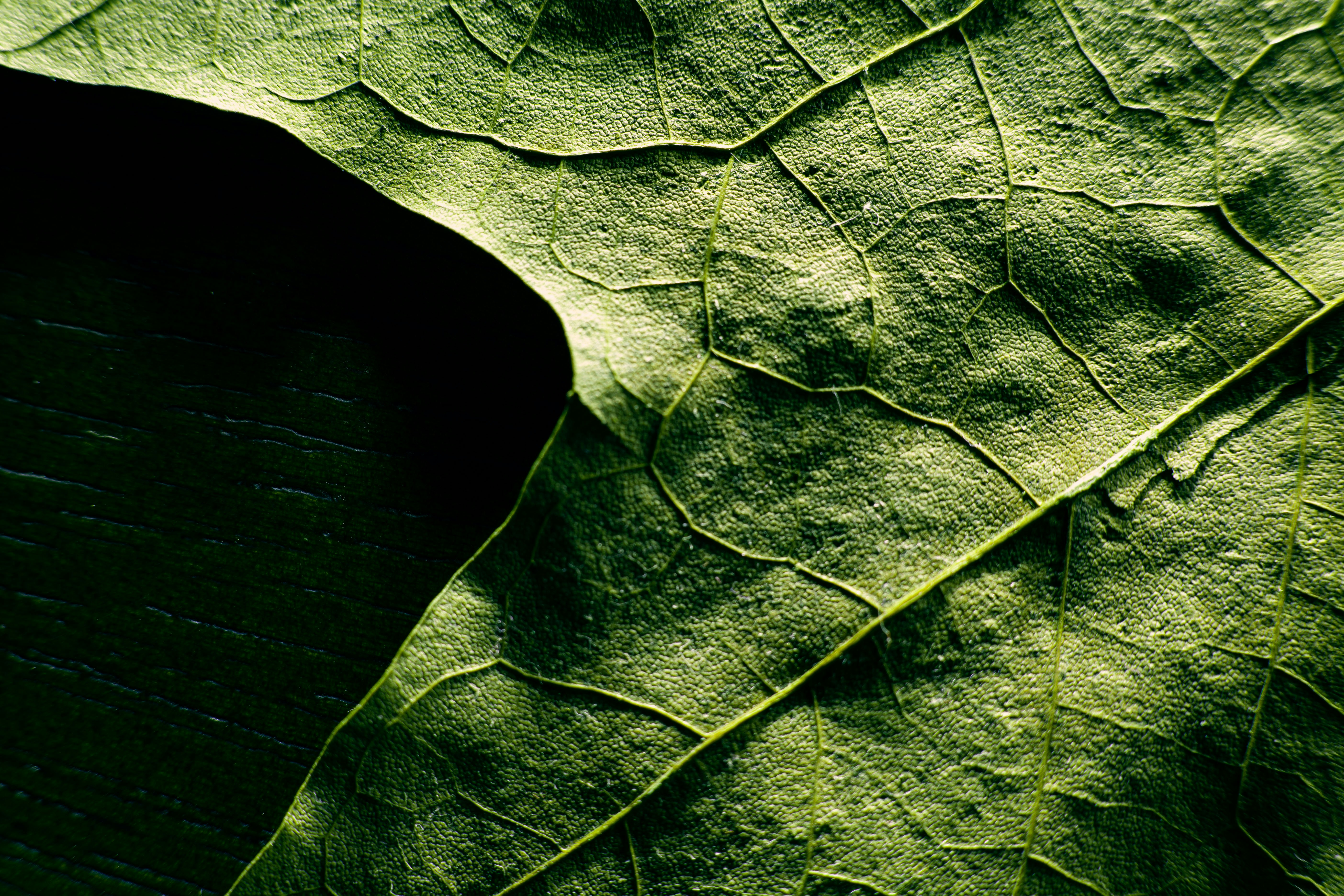 Emerald Veinwork: Macro Study of Leaf Texture and Veins