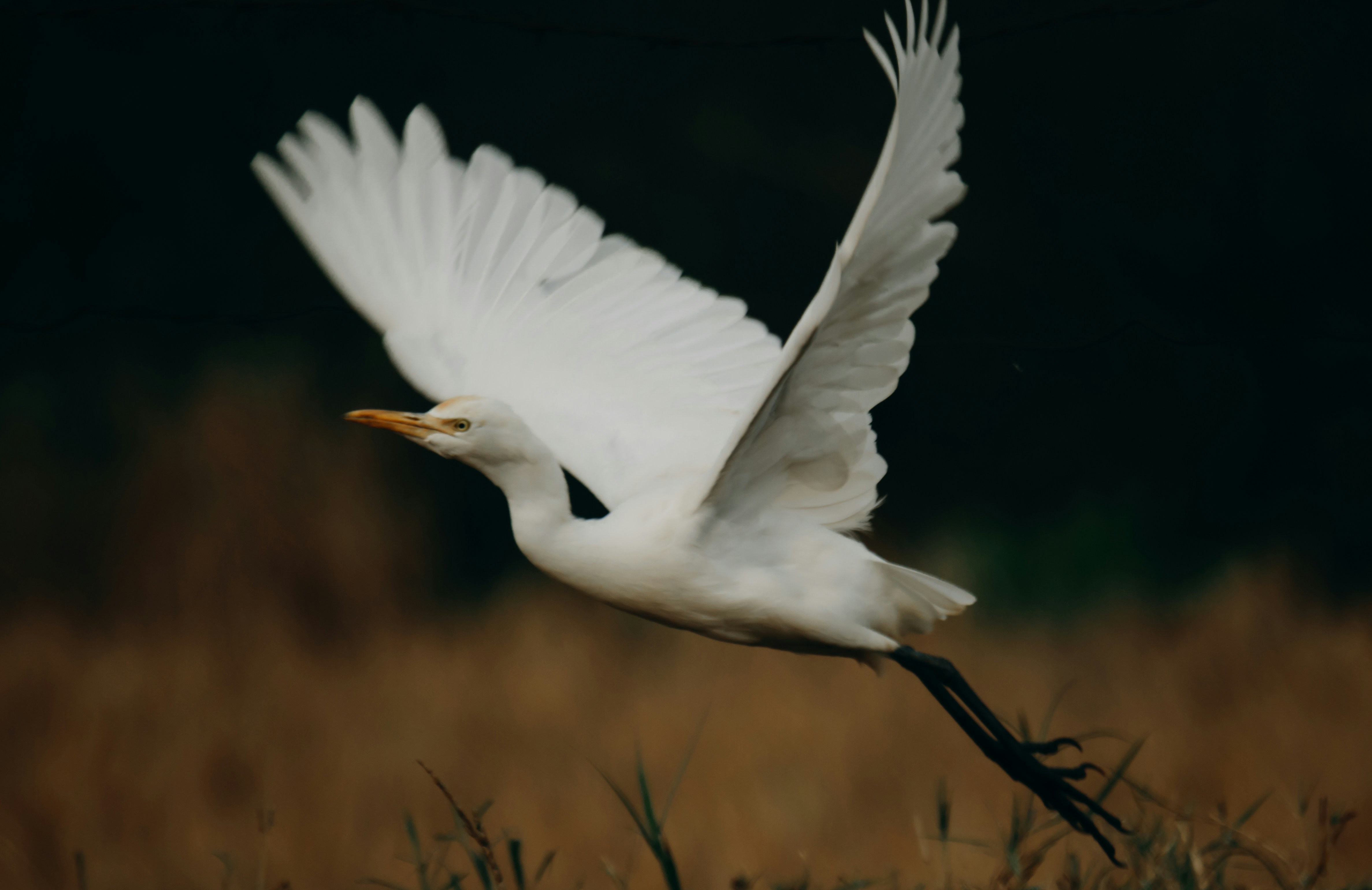 a white bird flying over a dry grass field