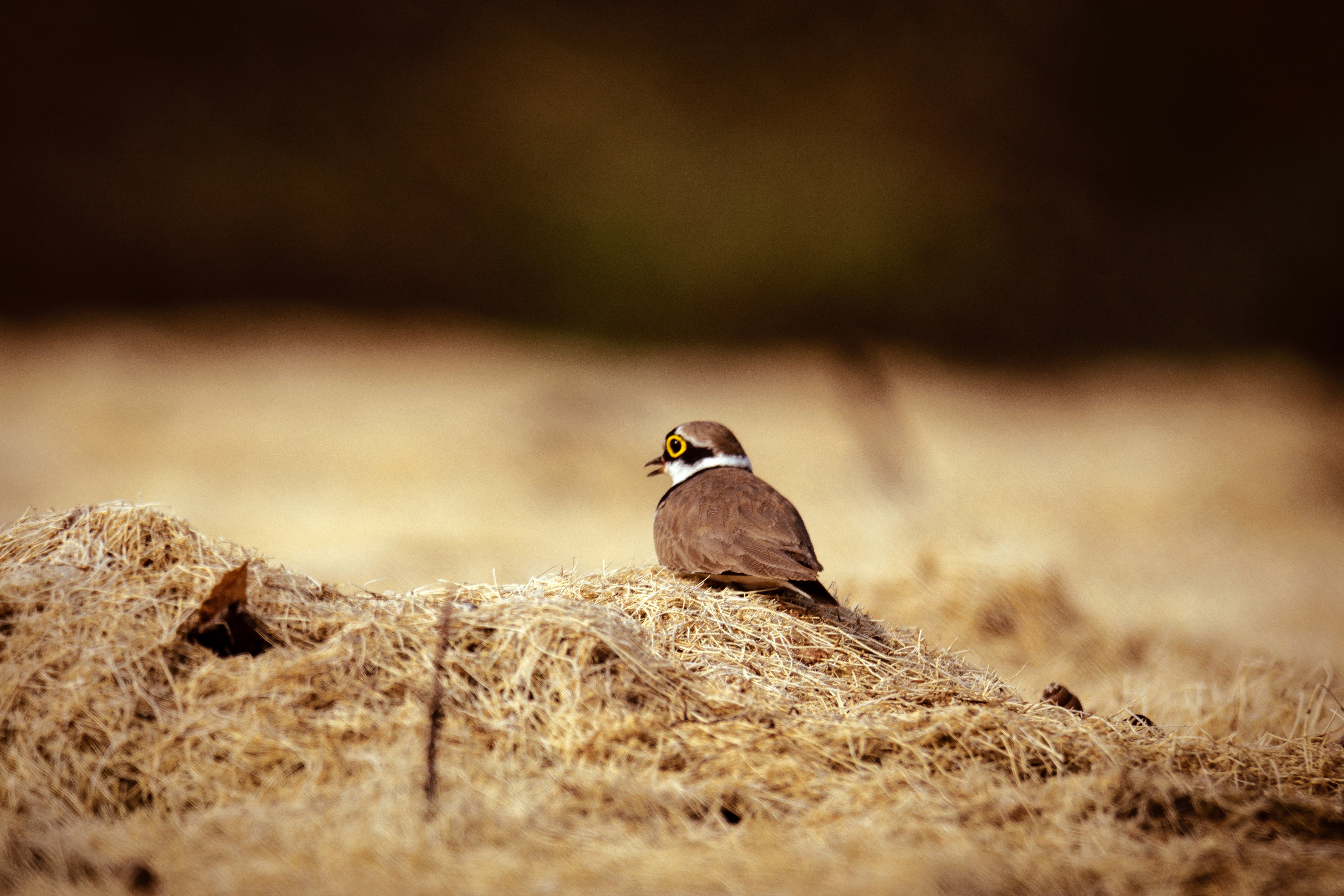 Golden-Eyed Sentinel Perched on Sunlit Straw