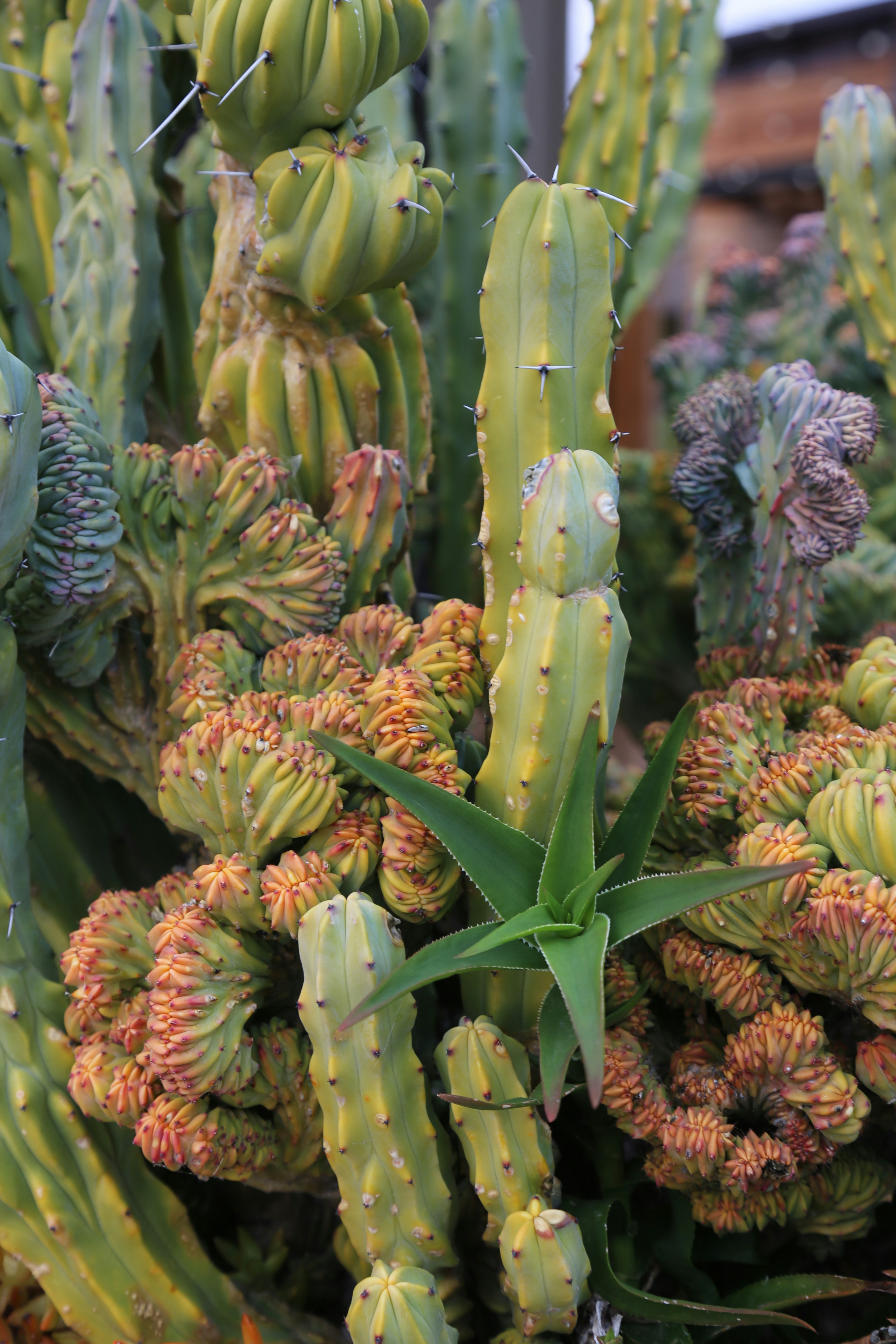 Eine Nahaufnahme eines Bündels grüner Pflanzen Foto – Kostenloses Bild ...