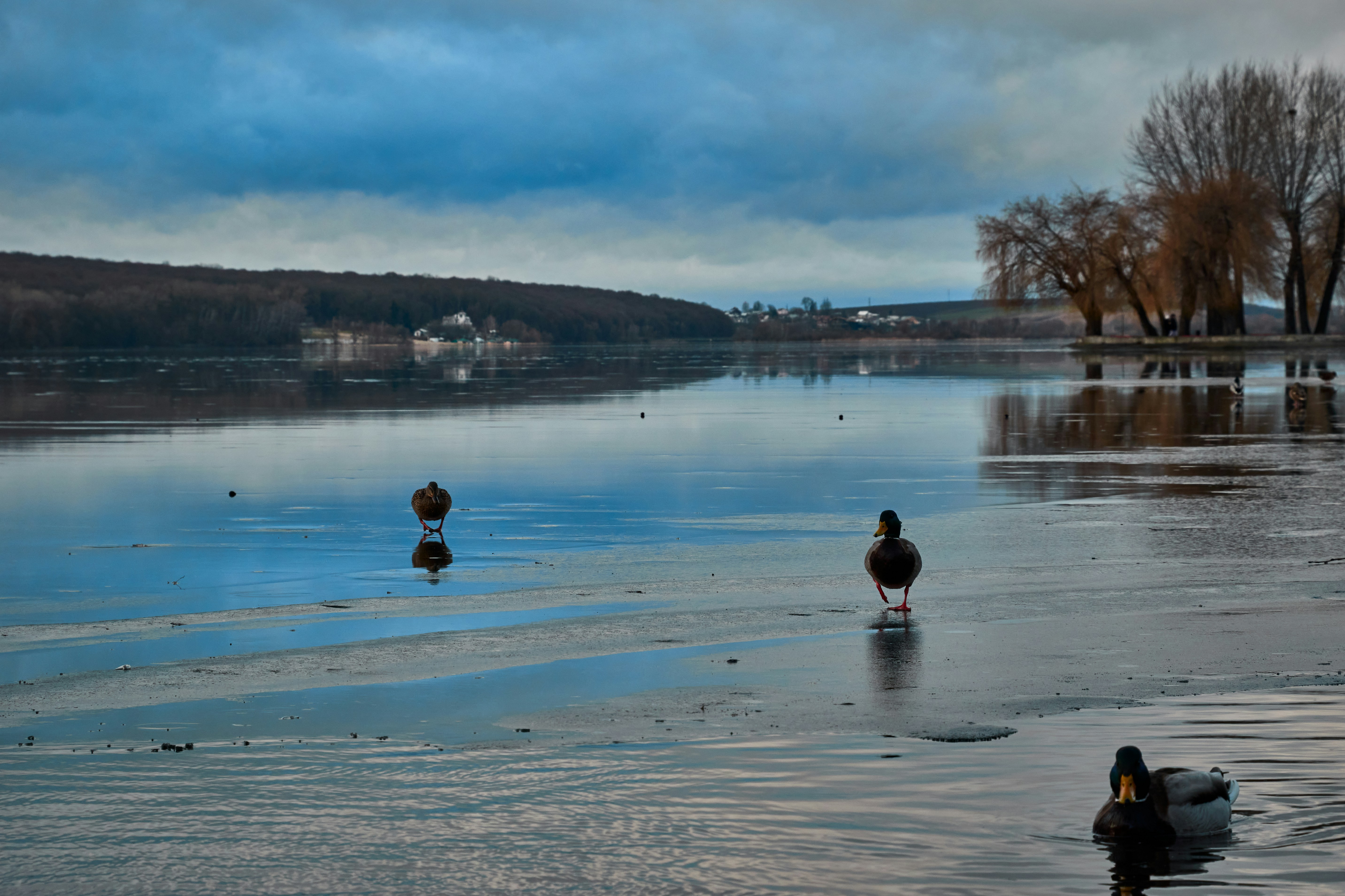 Icebound Quiet: Ducks Skim a Glassy Lake Under Winter Light