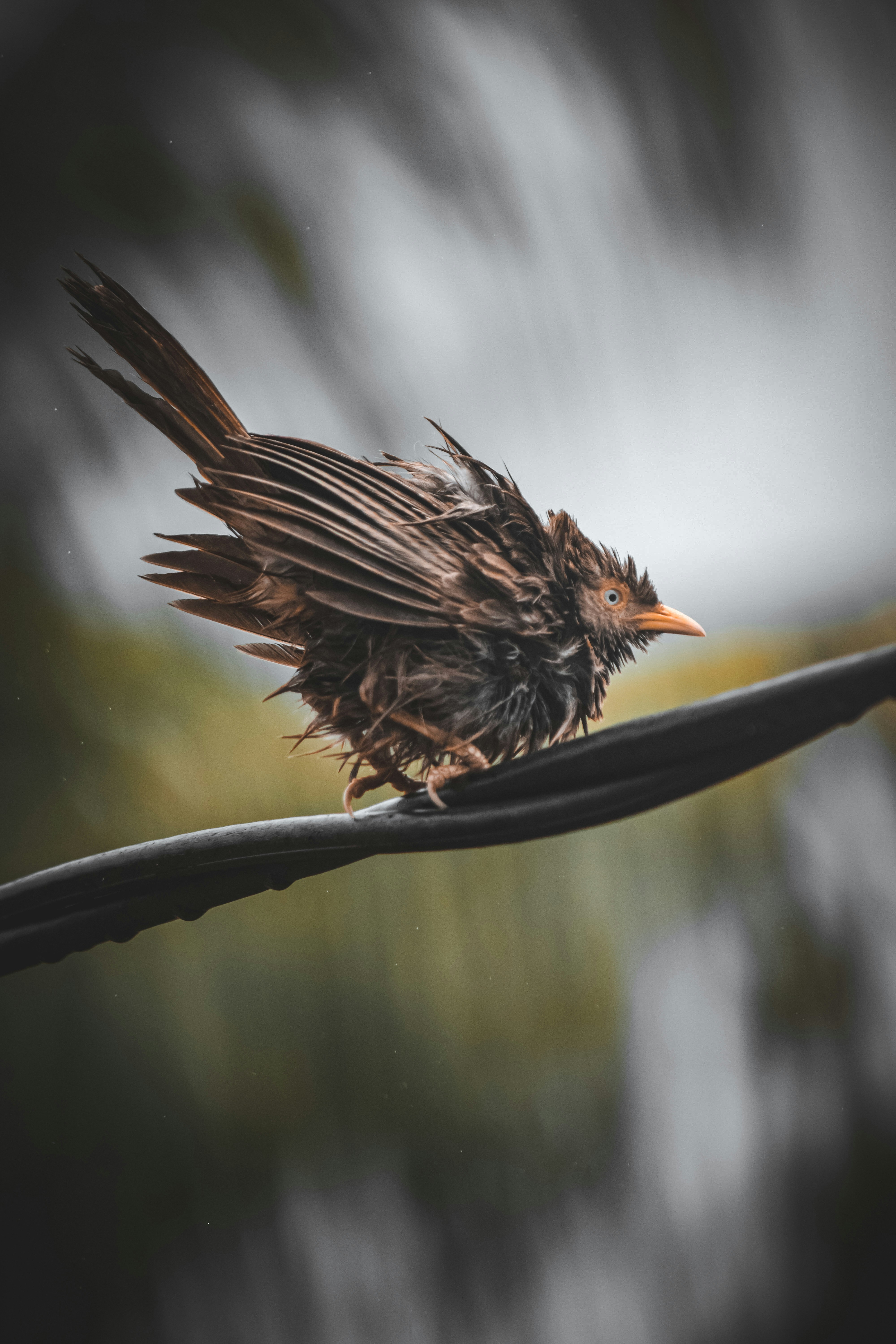 Ruffled Perch on a Wire: A Wet Bird Against Velvet Blur