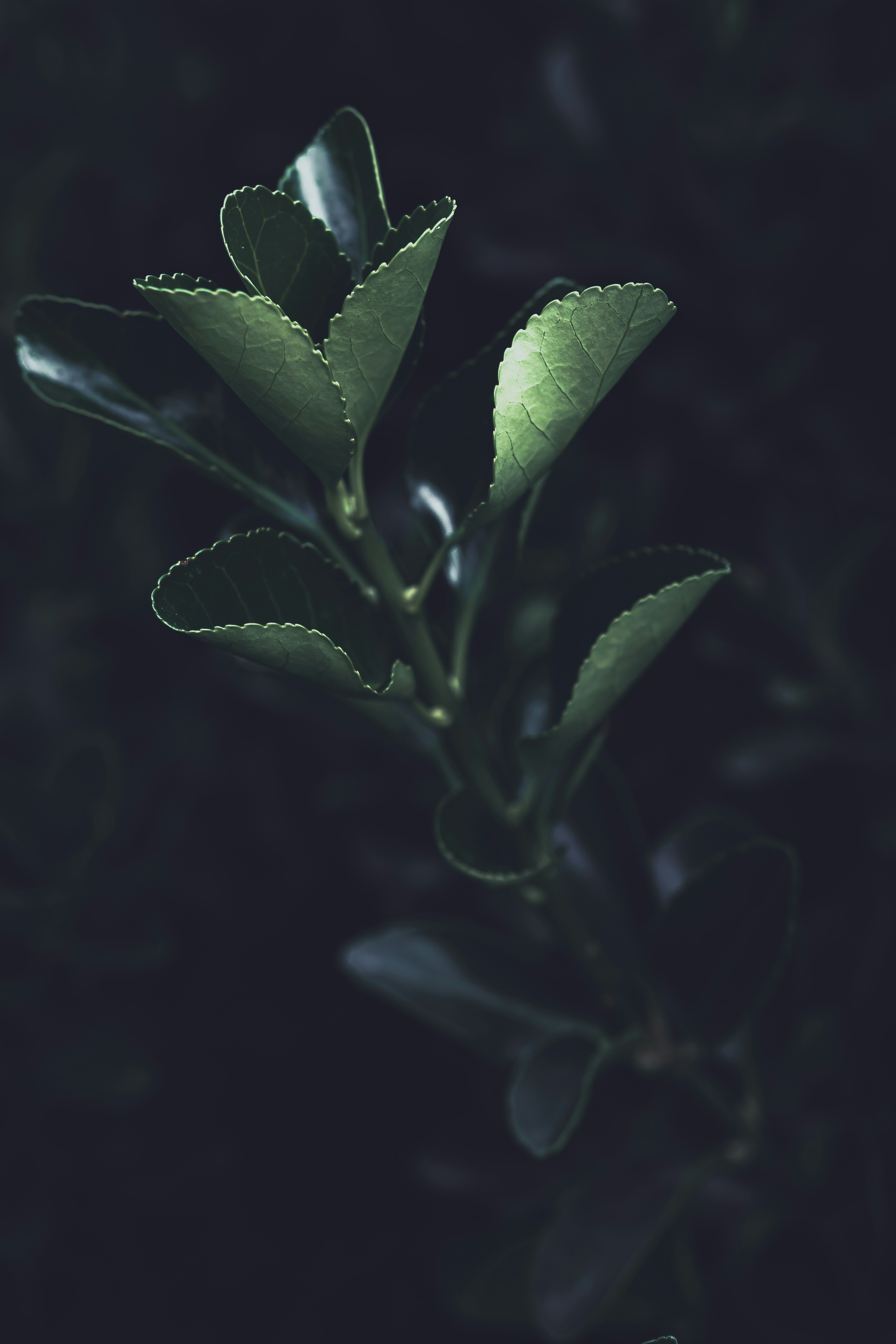 A close up of a Japanese spindle tree