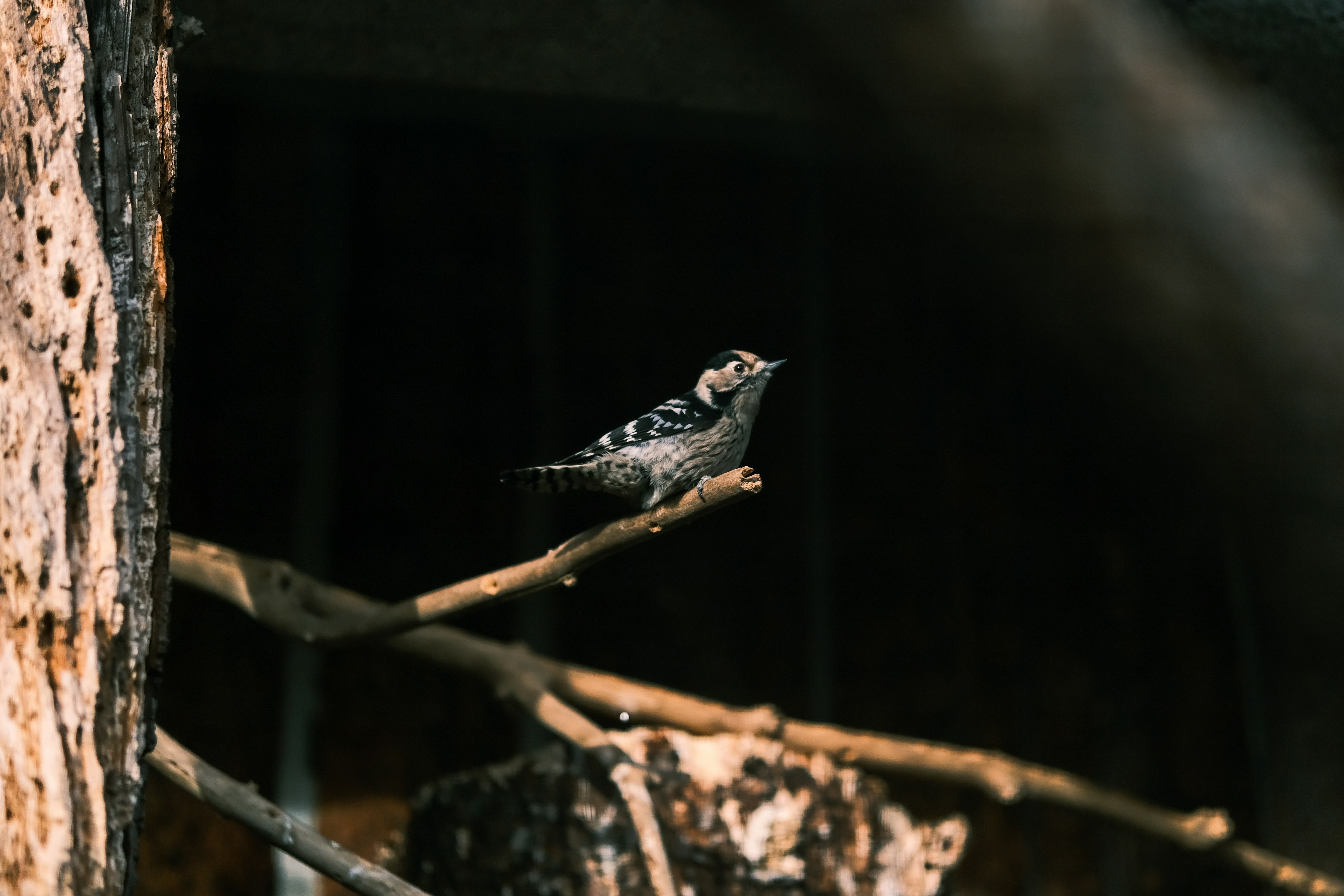 Dim Shelter, Bright Beak: A Small Bird on a Weathered Branch
