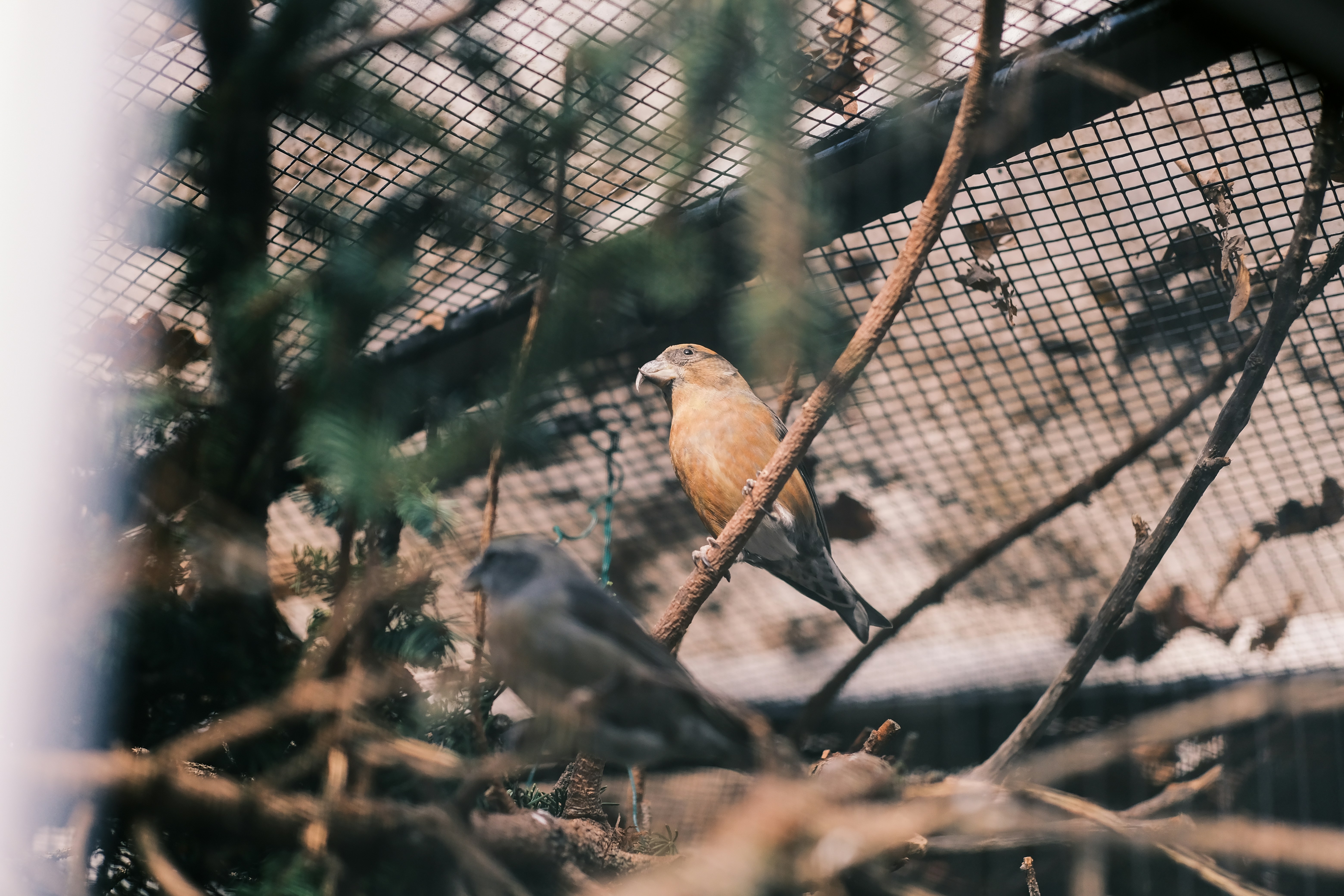 Ember Perch Behind a Wire Veil