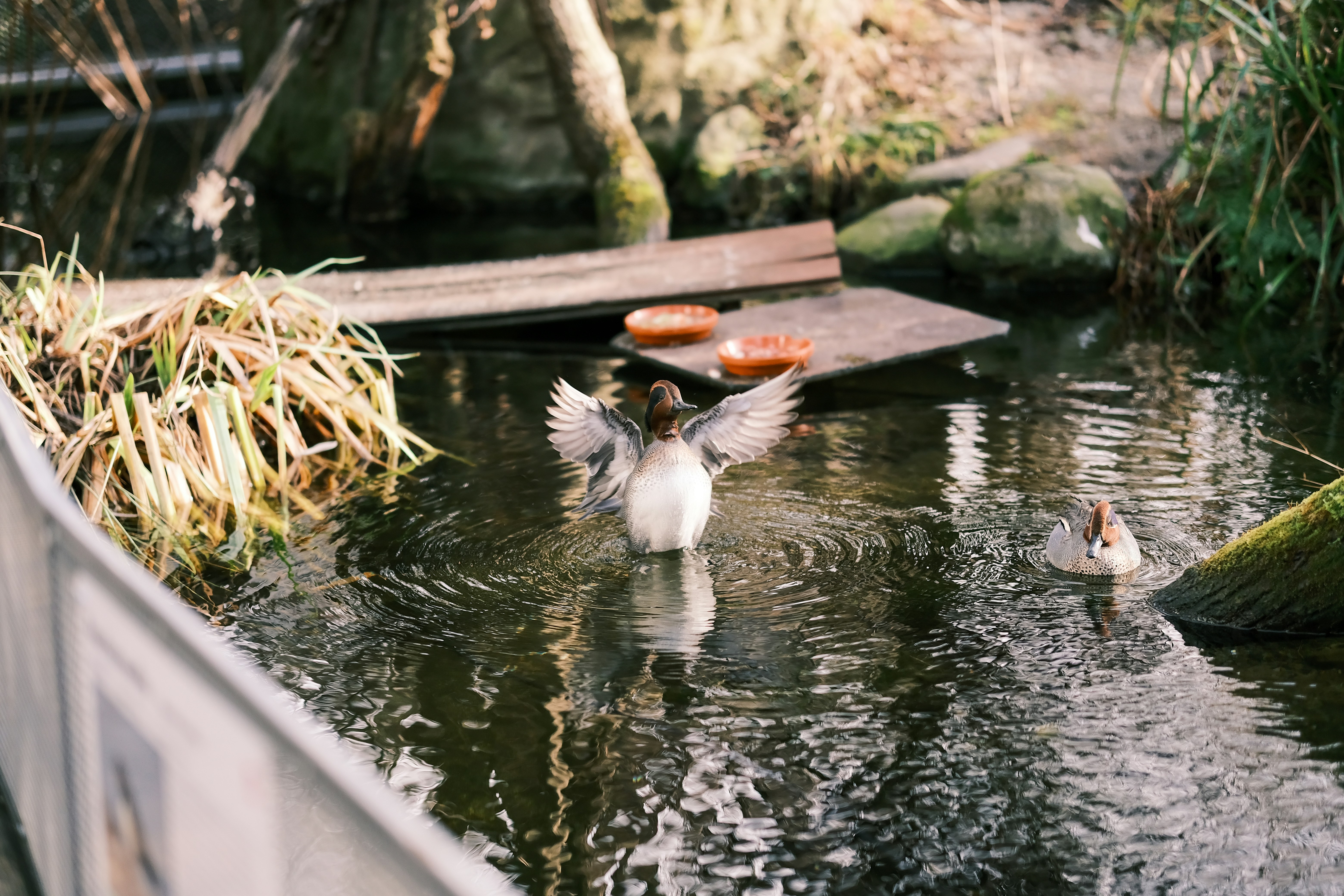 Winged Lift at the Quiet Garden Pond