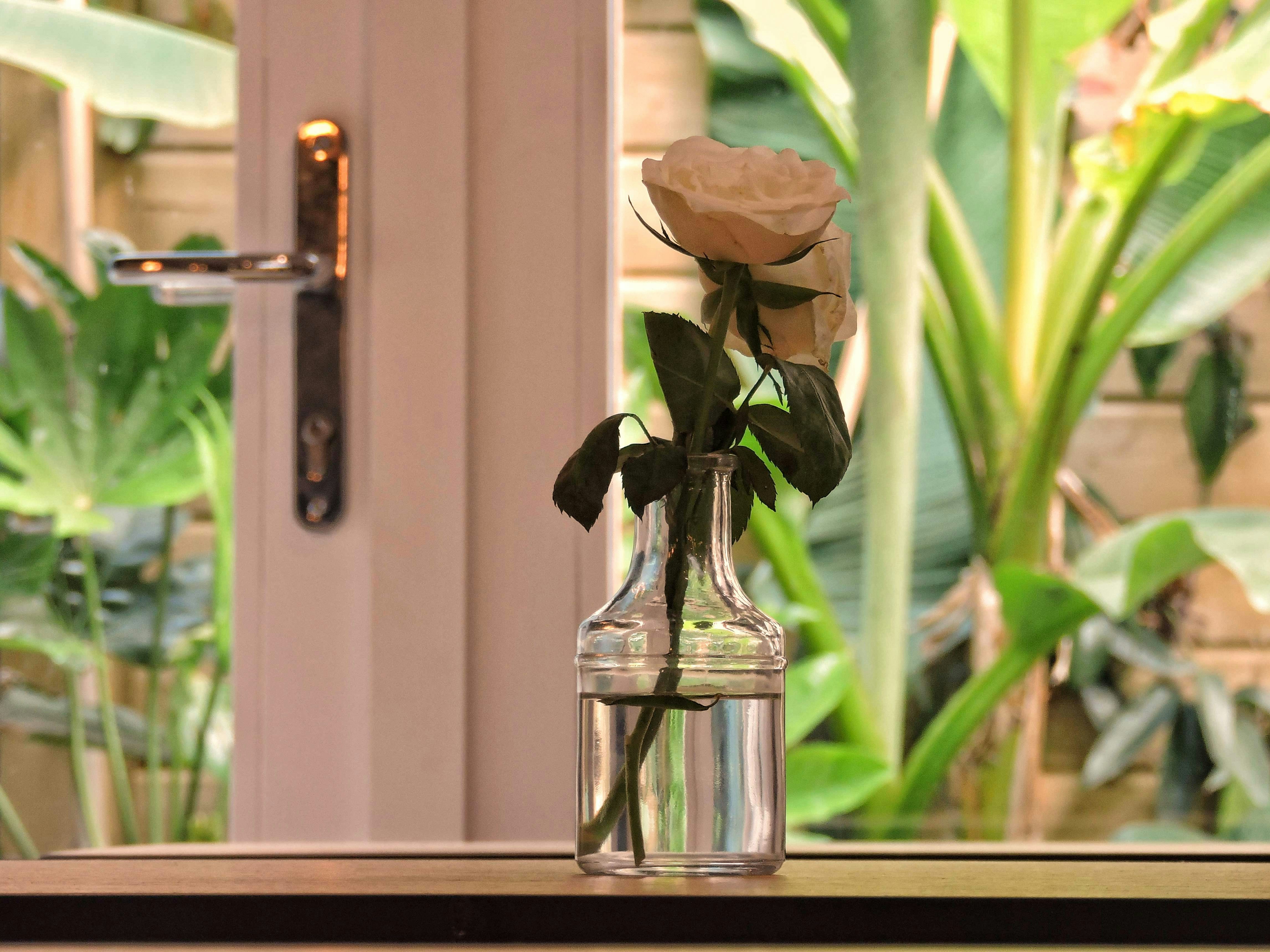 A delicate white rose in a glass vase sits on a table, framed by lush greenery in the background. The scene captures a serene indoor atmosphere.