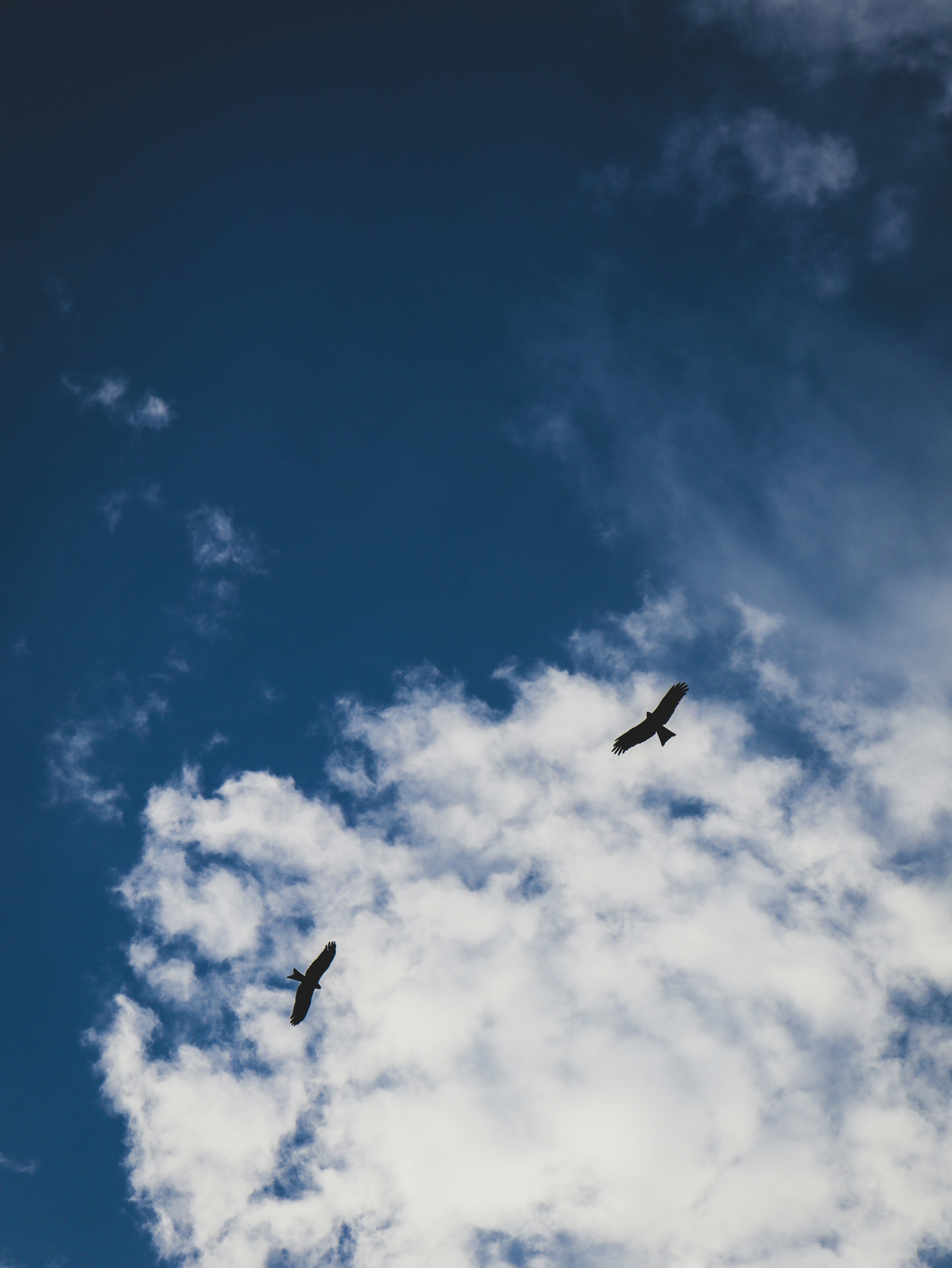 A couple of birds flying through a cloudy blue sky photo – Free Multan ...