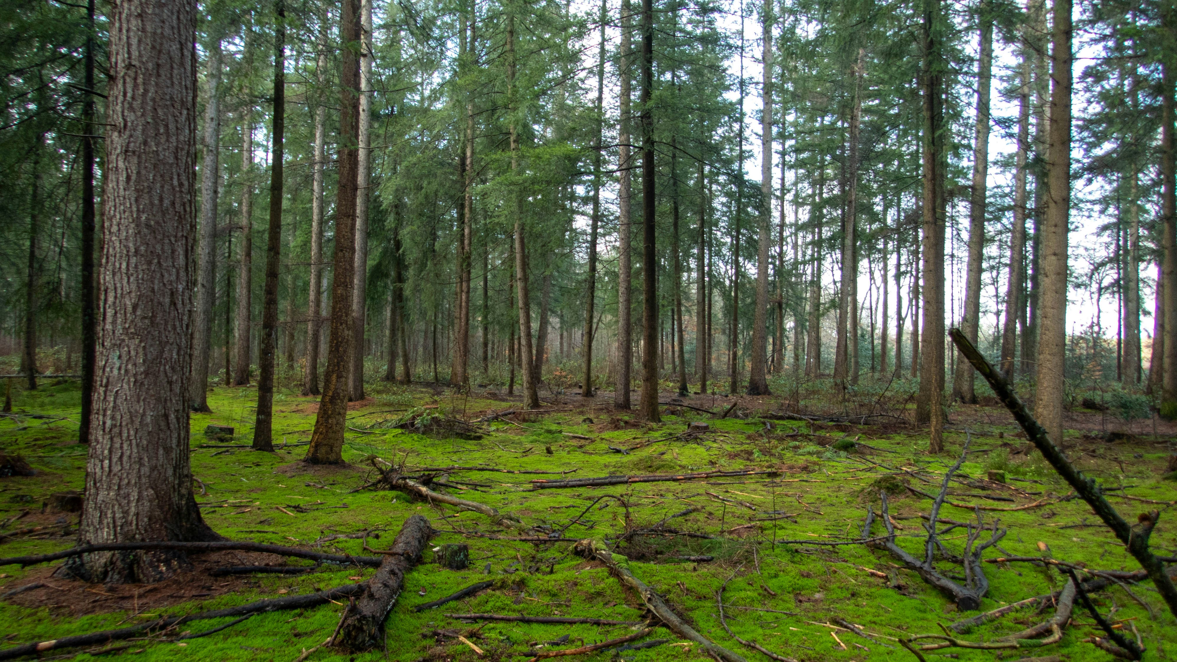 A forest filled with lots of tall trees photo – Free Nature Image on ...