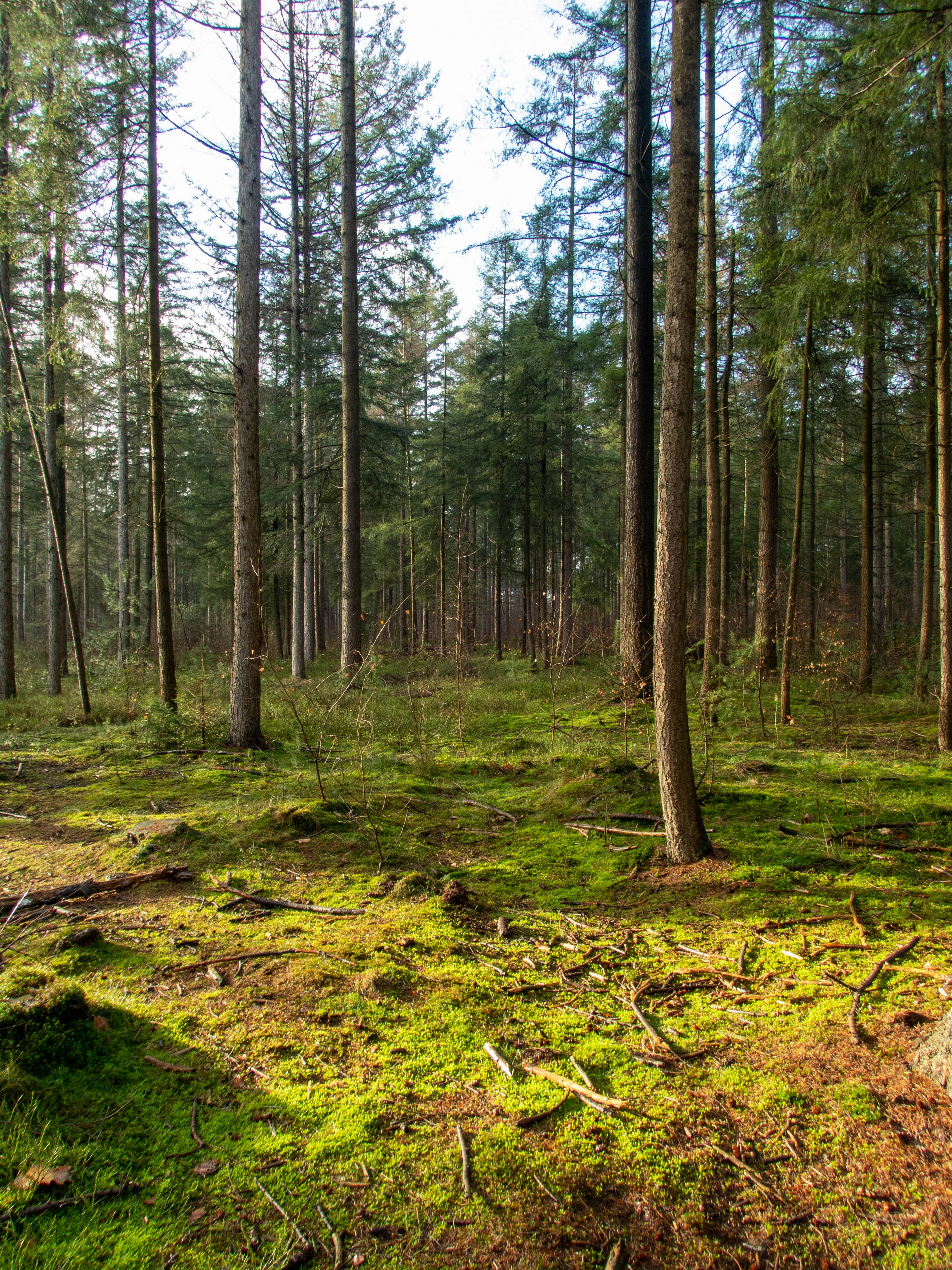A forest filled with lots of tall trees photo – Free Nature Image on ...