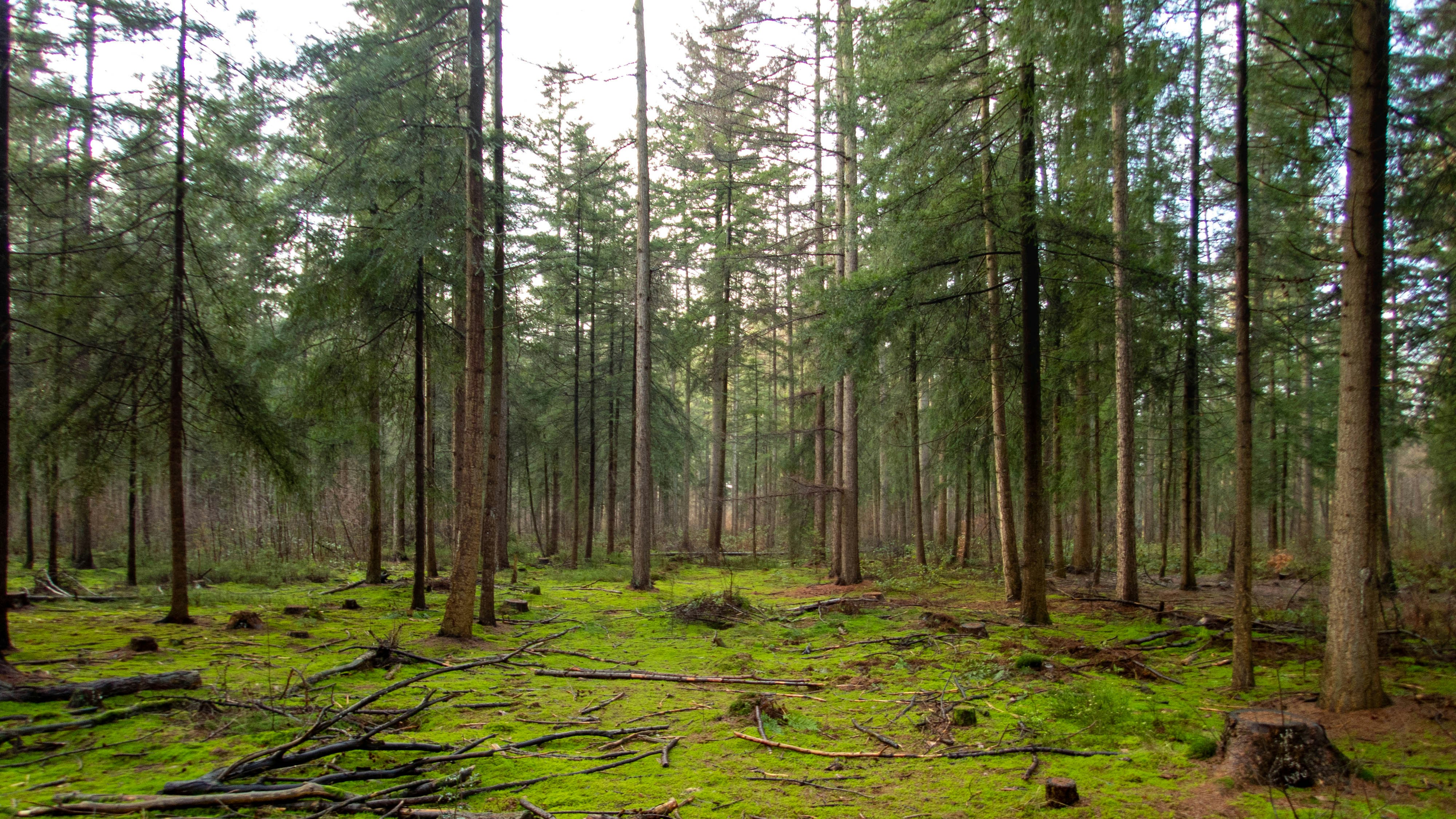 A forest filled with lots of tall trees photo – Free Nature Image on ...