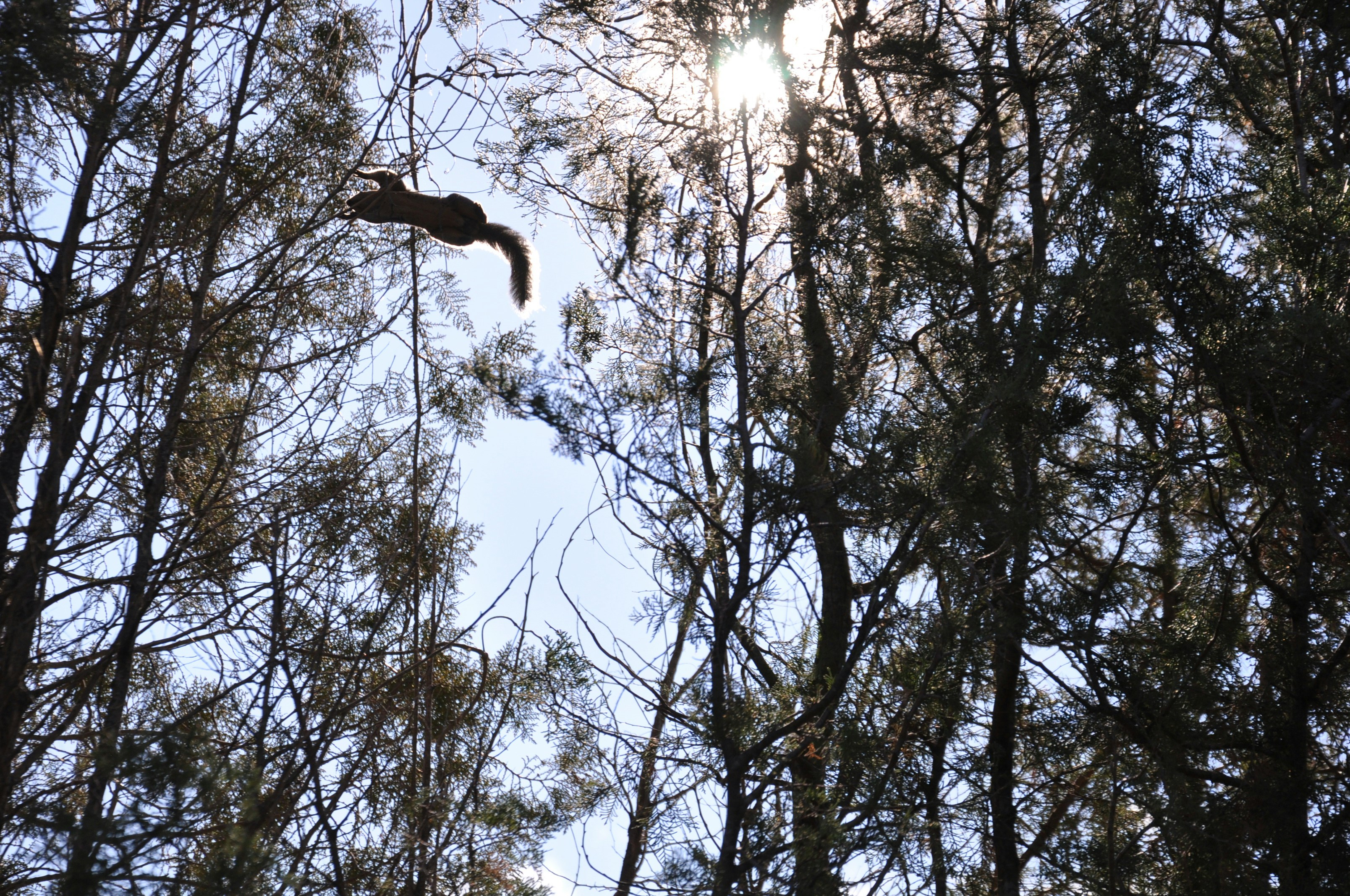 Wingbeat Through the Sunlit Pines: A Lone Bird Above the Canopy