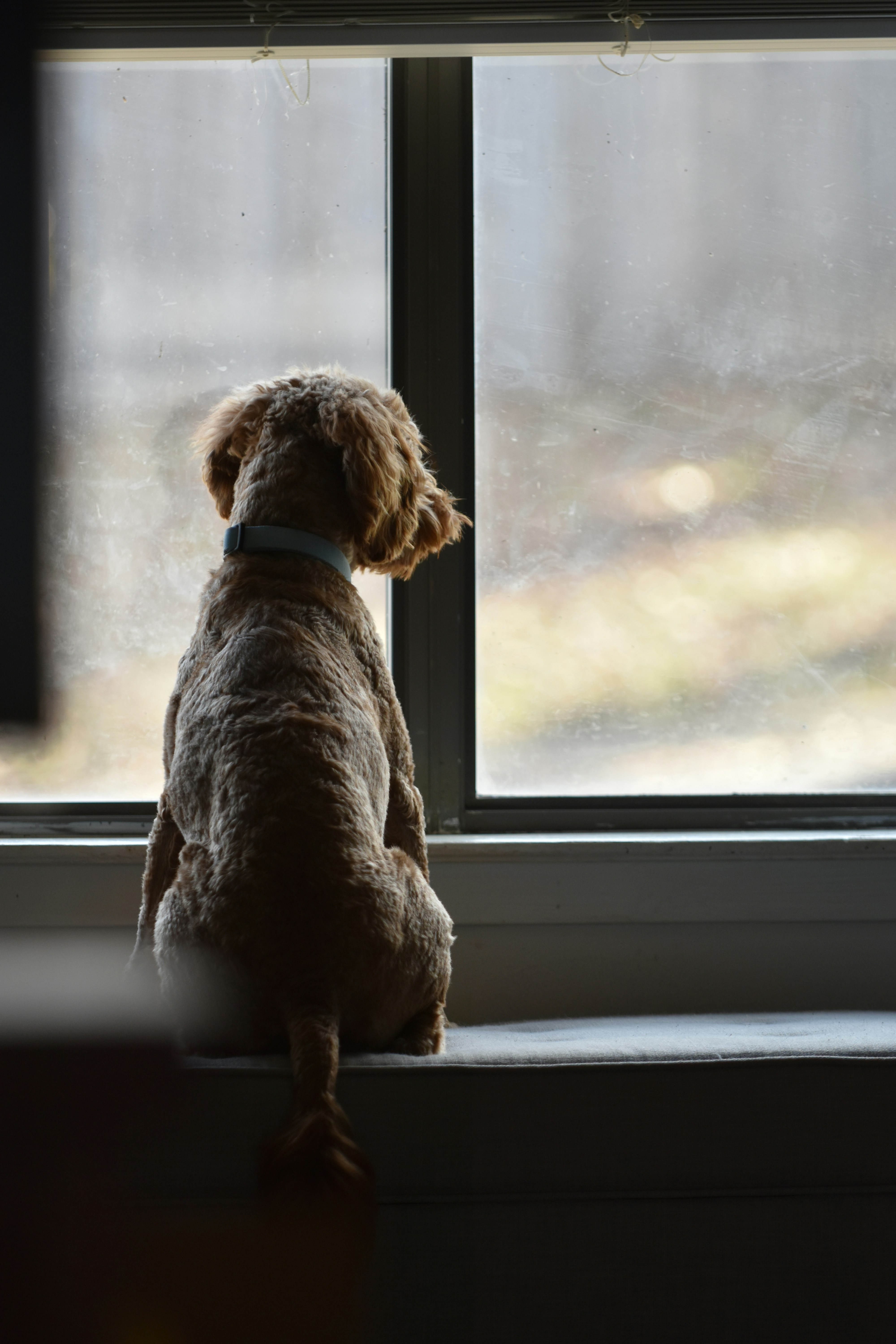 Un chien assis sur le rebord d’une fenêtre regardant par la fenêtre ...