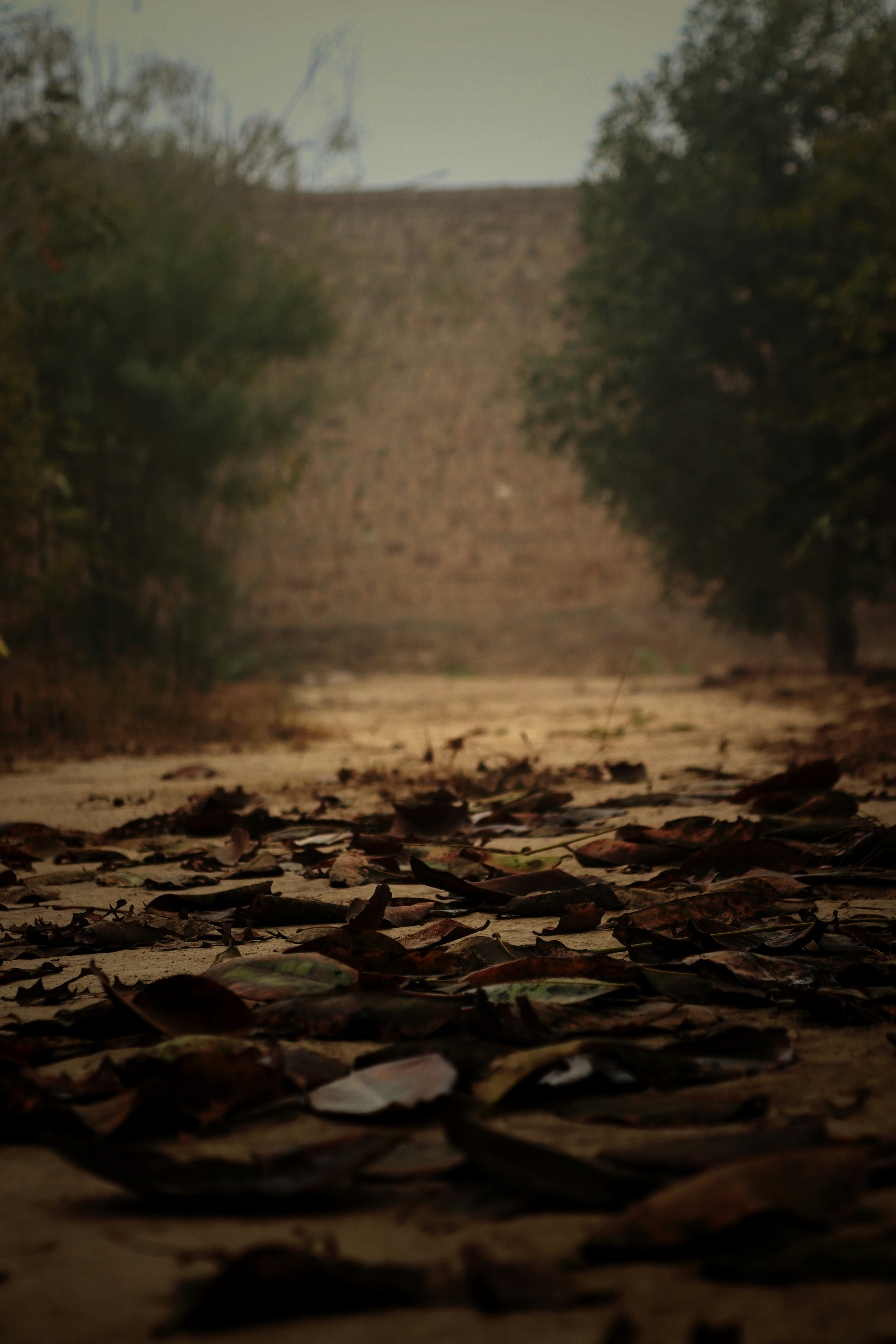 Whispering Path: Leaves Leading to a Distant Brick Wall