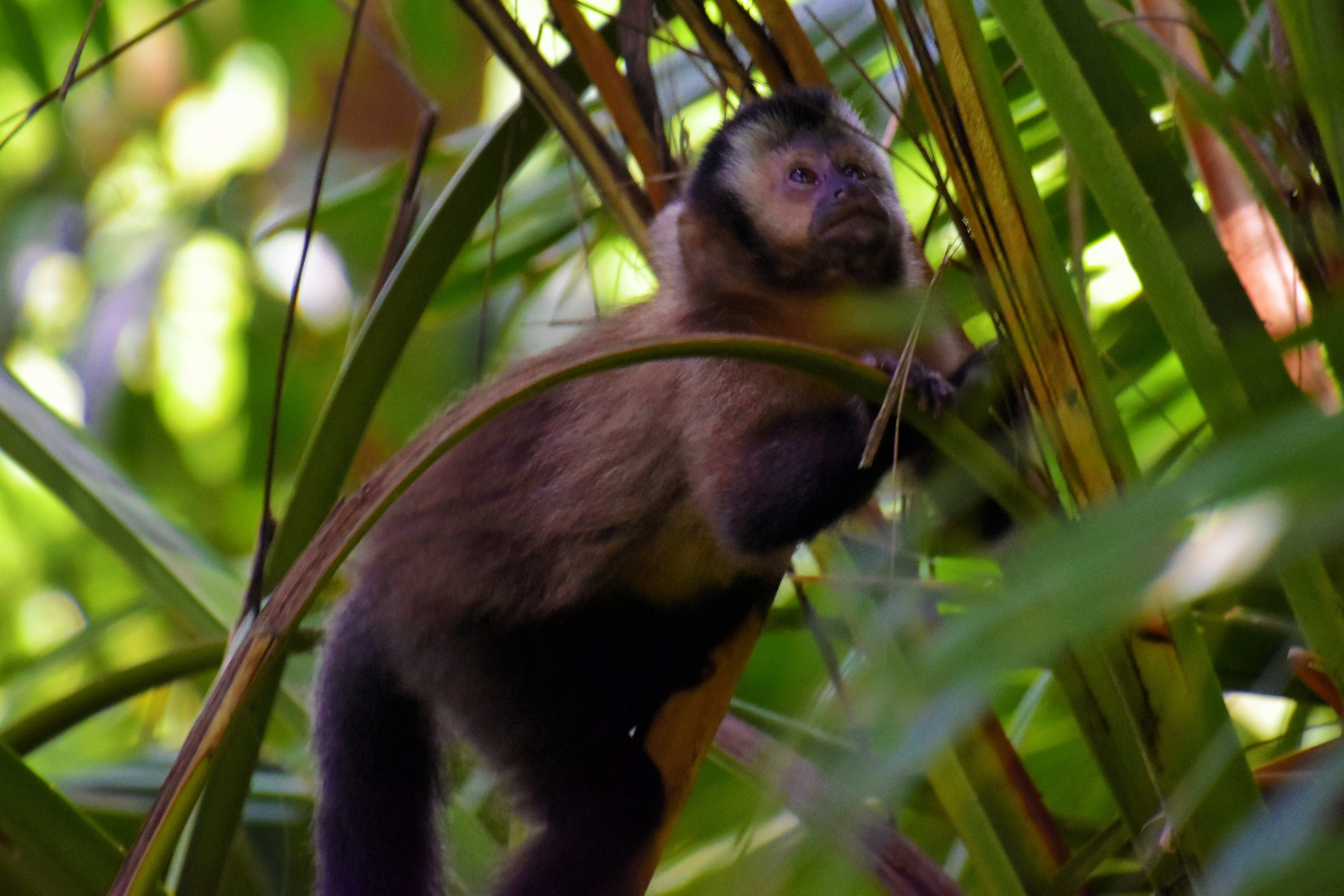 A monkey climbing up a tree in the jungle photo – Free Animal Image on ...