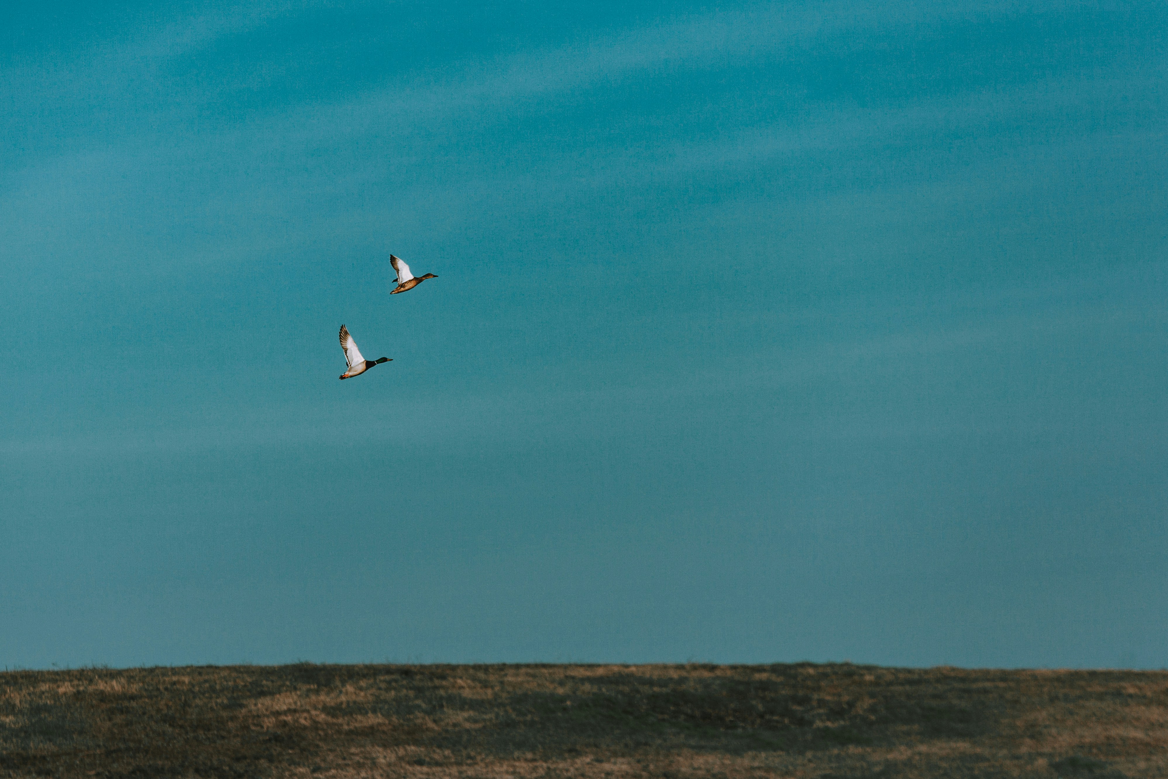 a couple of birds flying through a blue sky