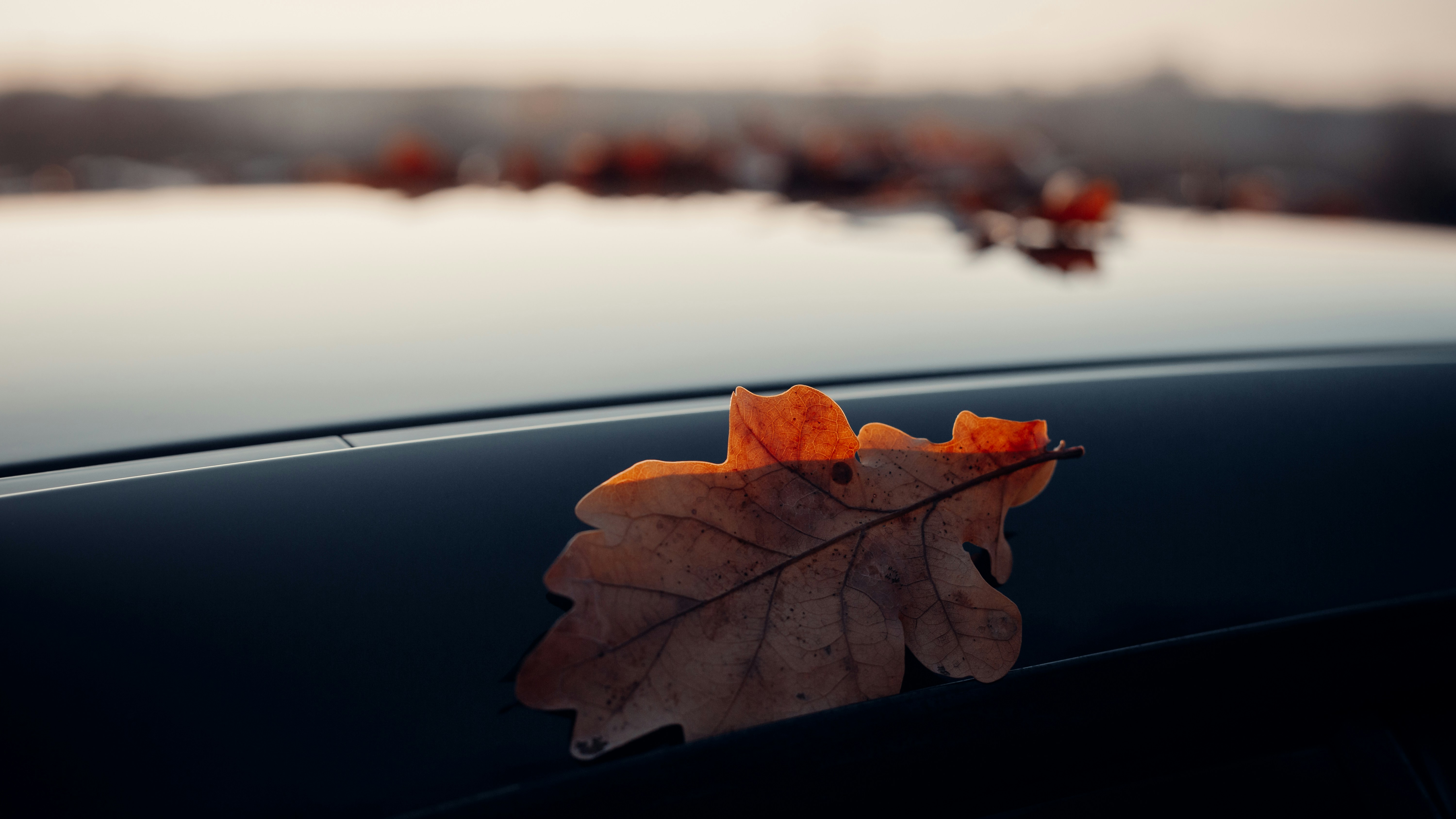 Twilight Leaf on a Glassy Hood: Reflections of Dusk