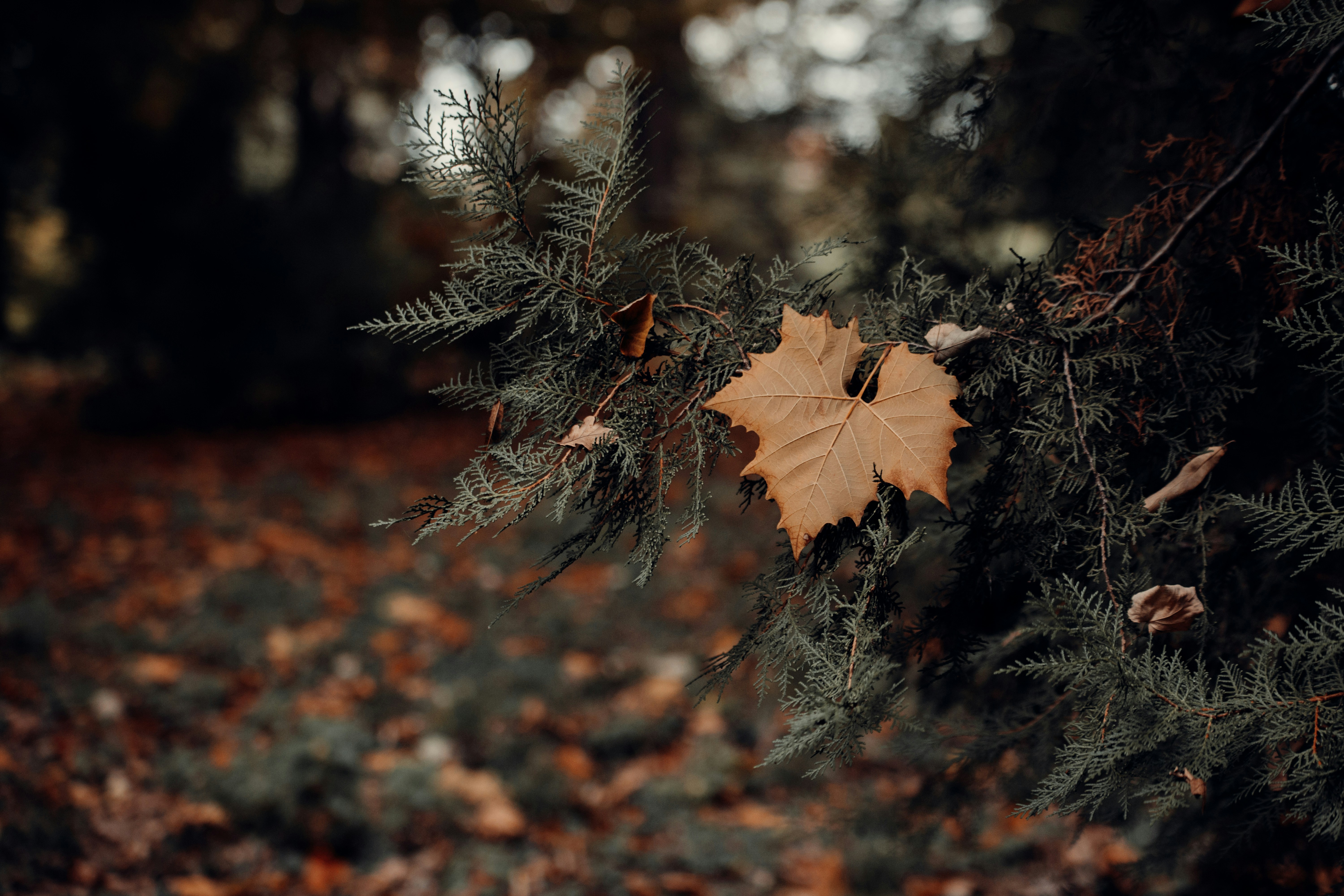 Photo by Sylvester Sabo with Canon EOS 6D