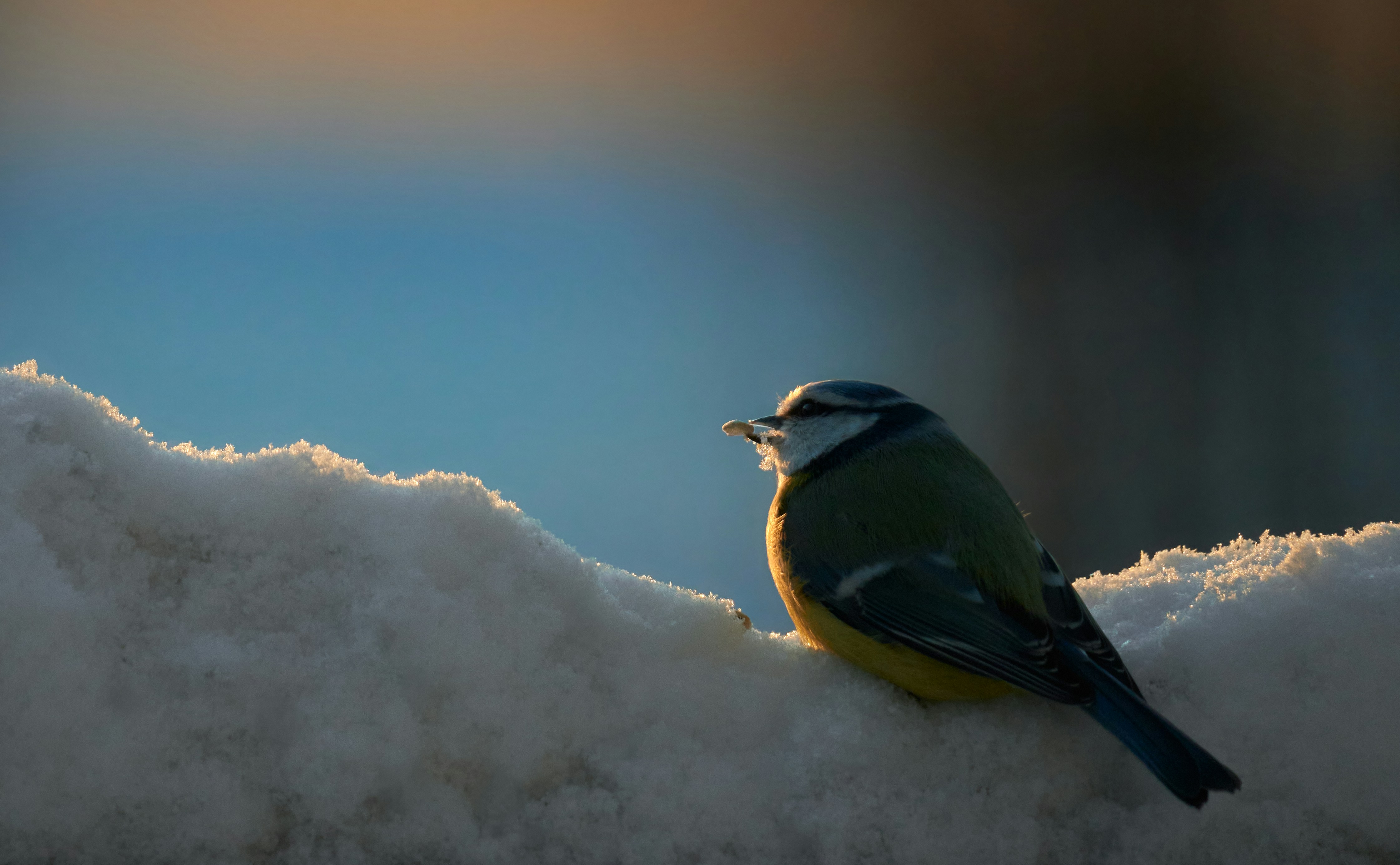 Snowlit Perch: A Small Bird Against a Cold Window of Light