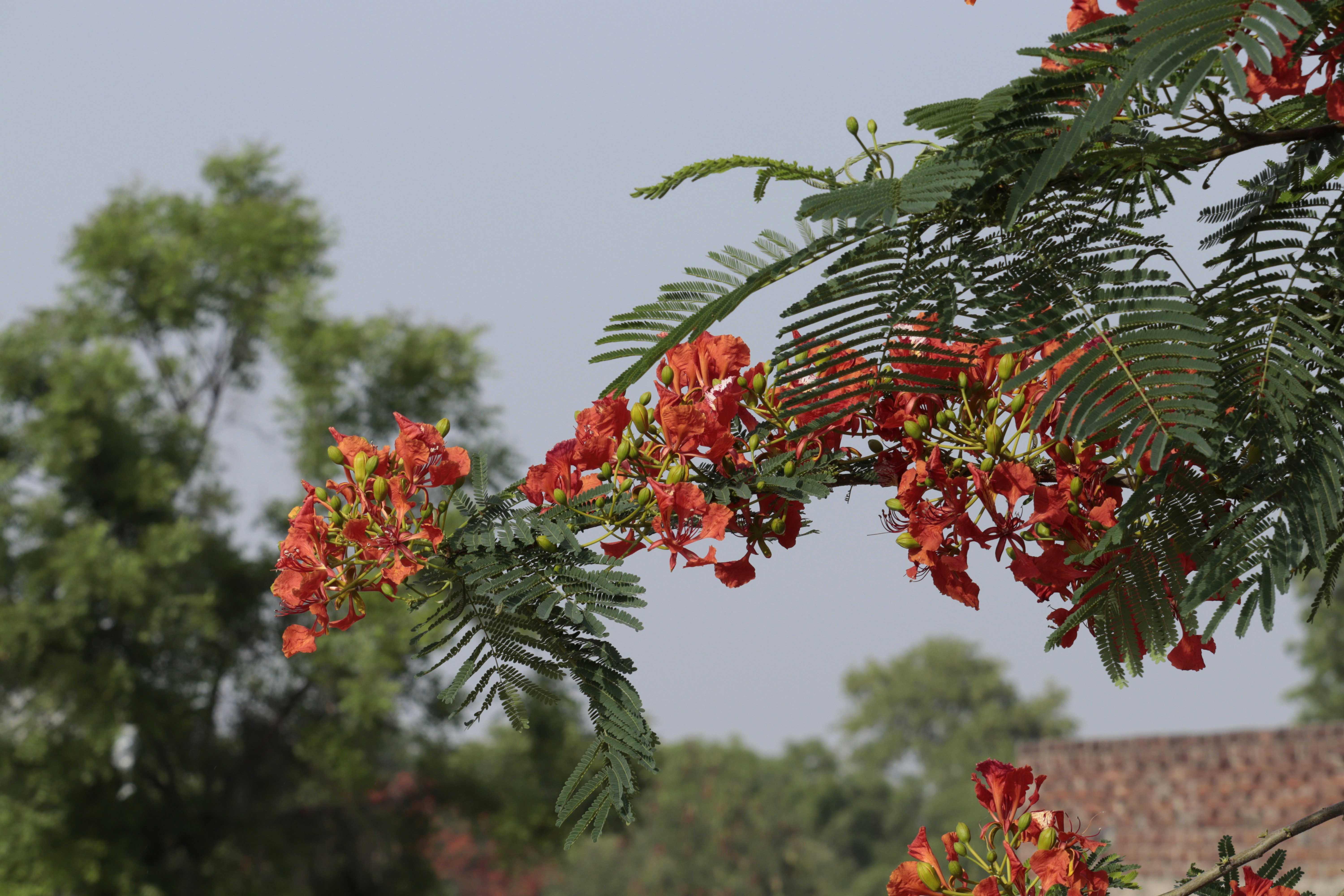 a tree with red flowers and green leaves