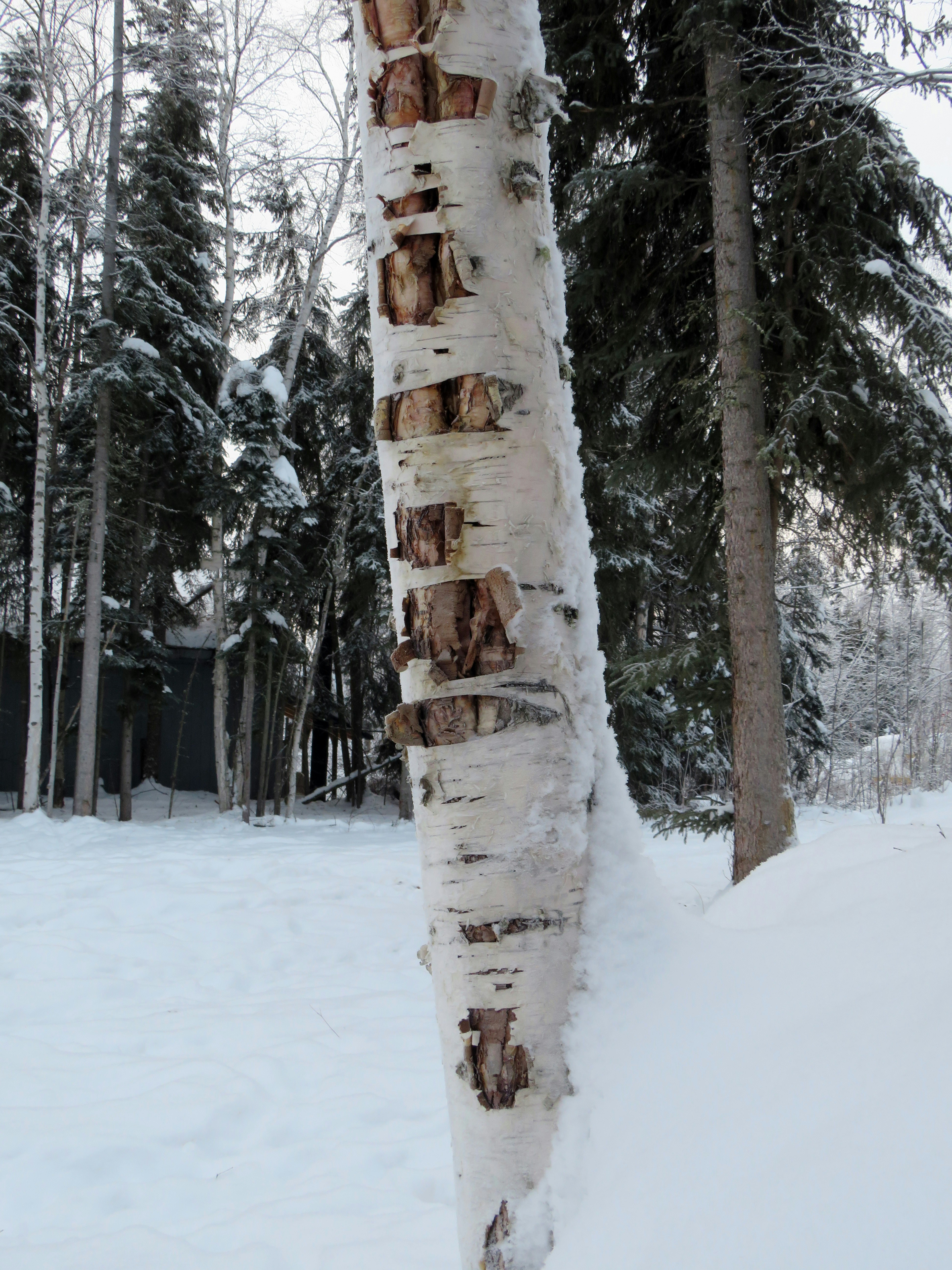 A snow covered tree trunk in the middle of a forest photo – Free North ...