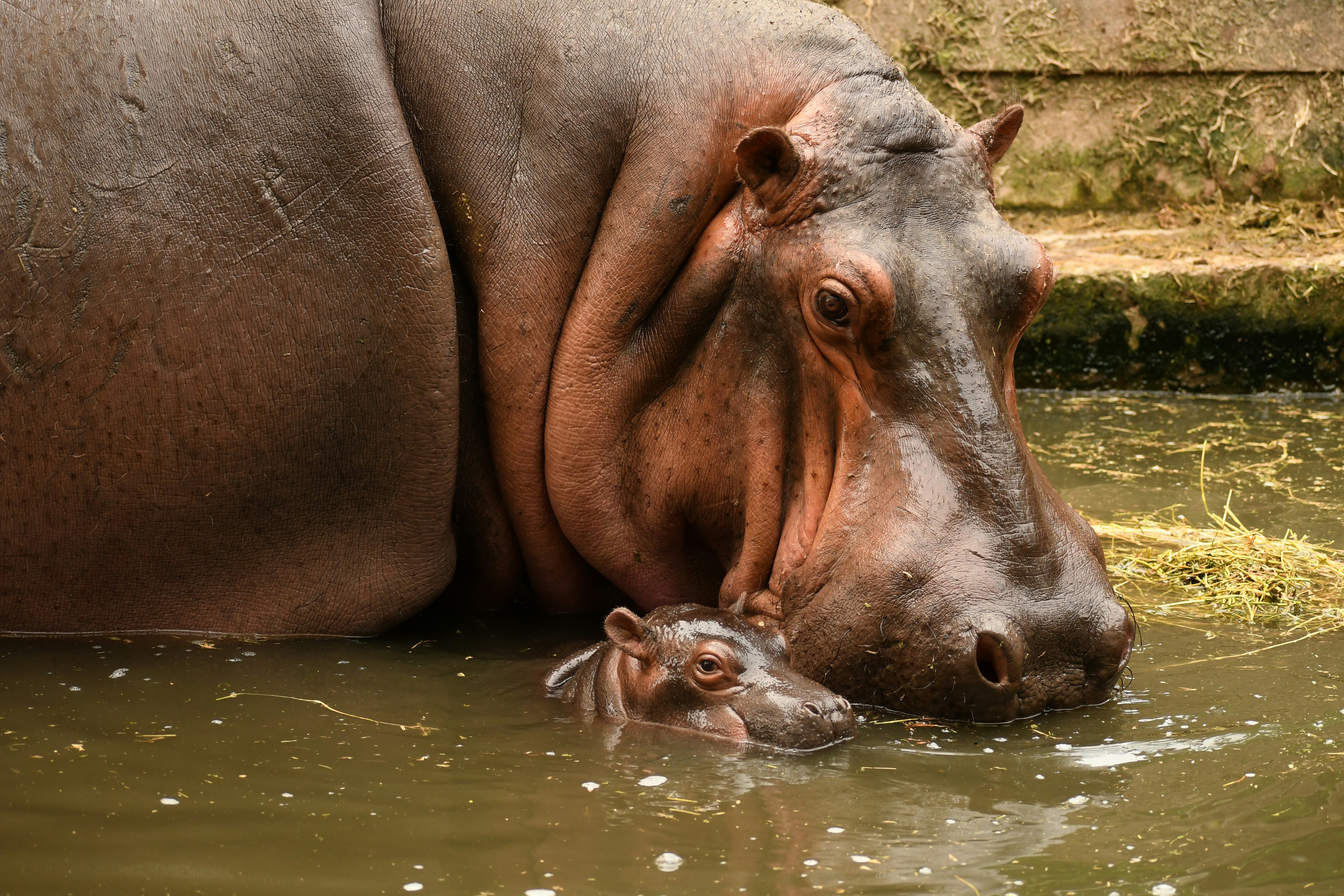 A hippopotamus and its baby in a body of water photo – Free Animal ...