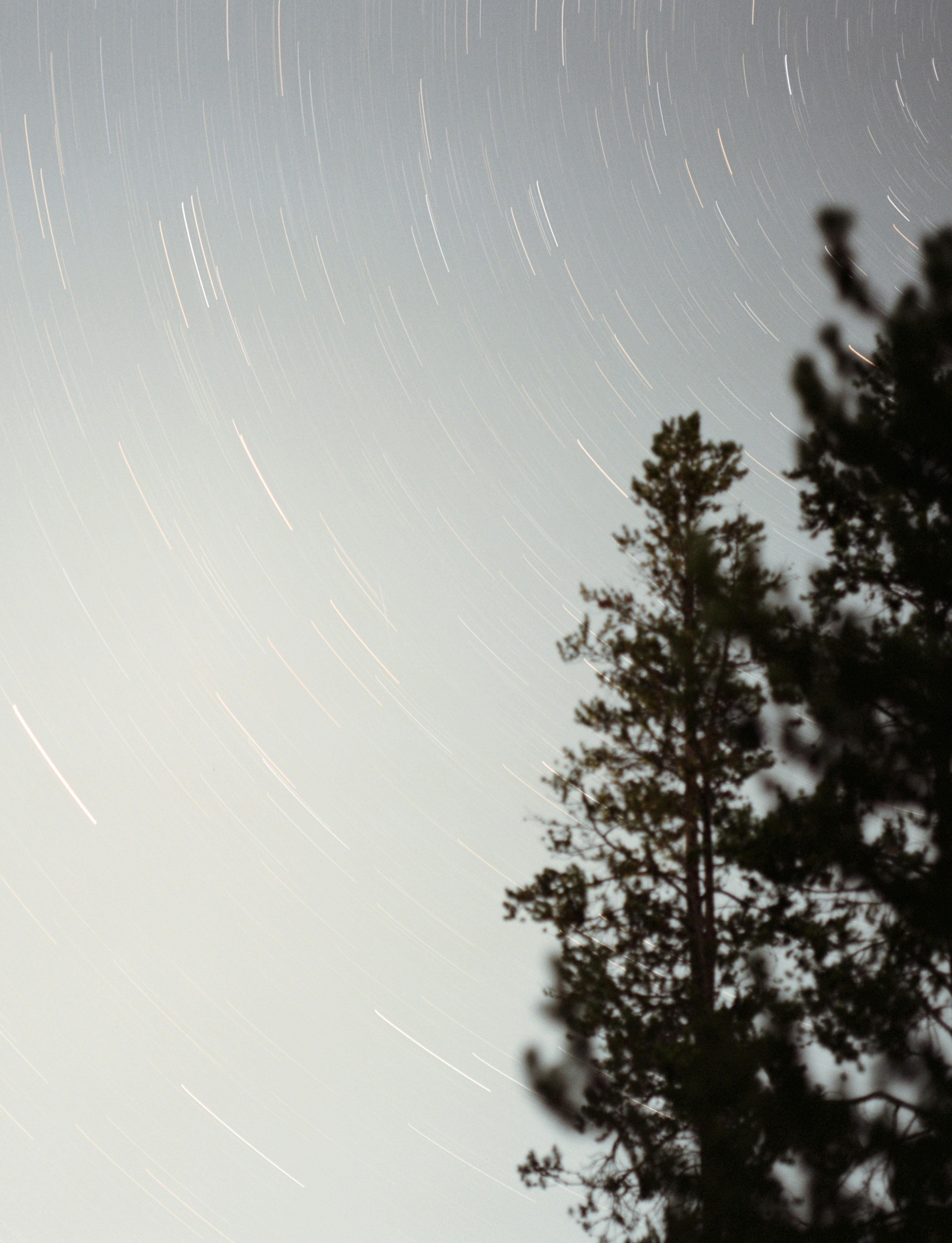 A star trail is seen in the sky above a tree photo – Free Night Image ...