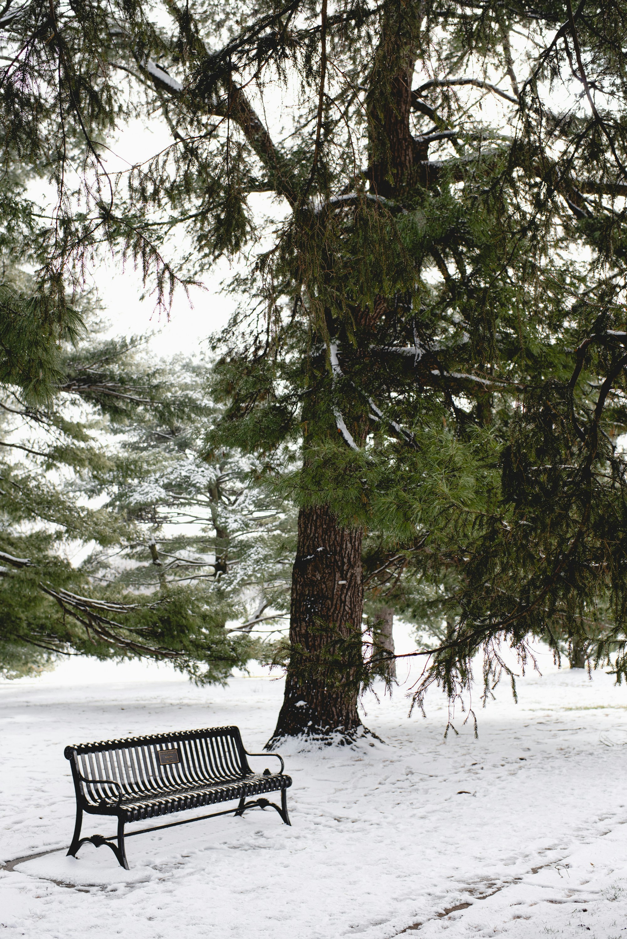 A bench in the snow near a tree photo – Free Kansas city Image on Unsplash