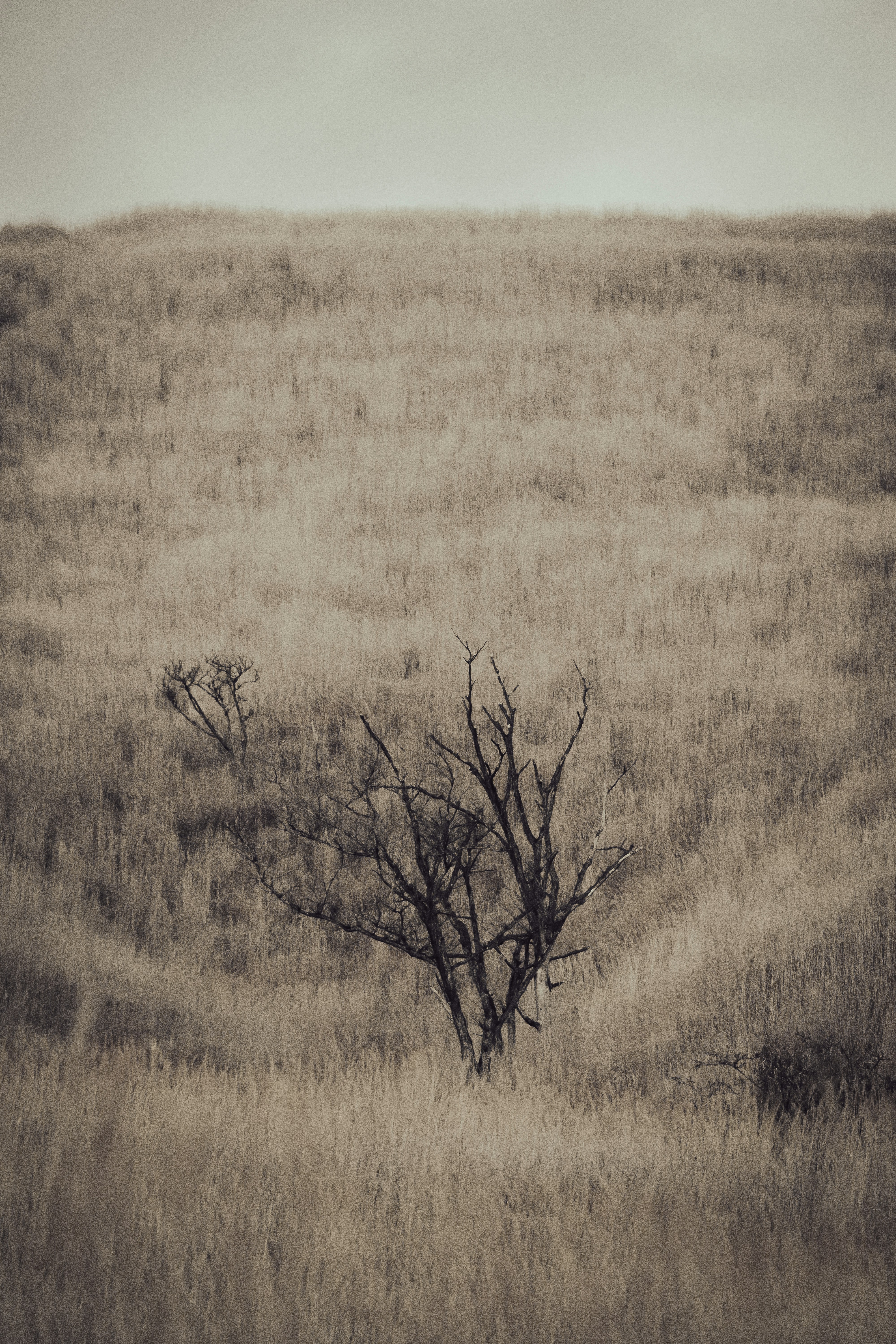 A lone tree in the middle of a field photo – Free Field Image on Unsplash