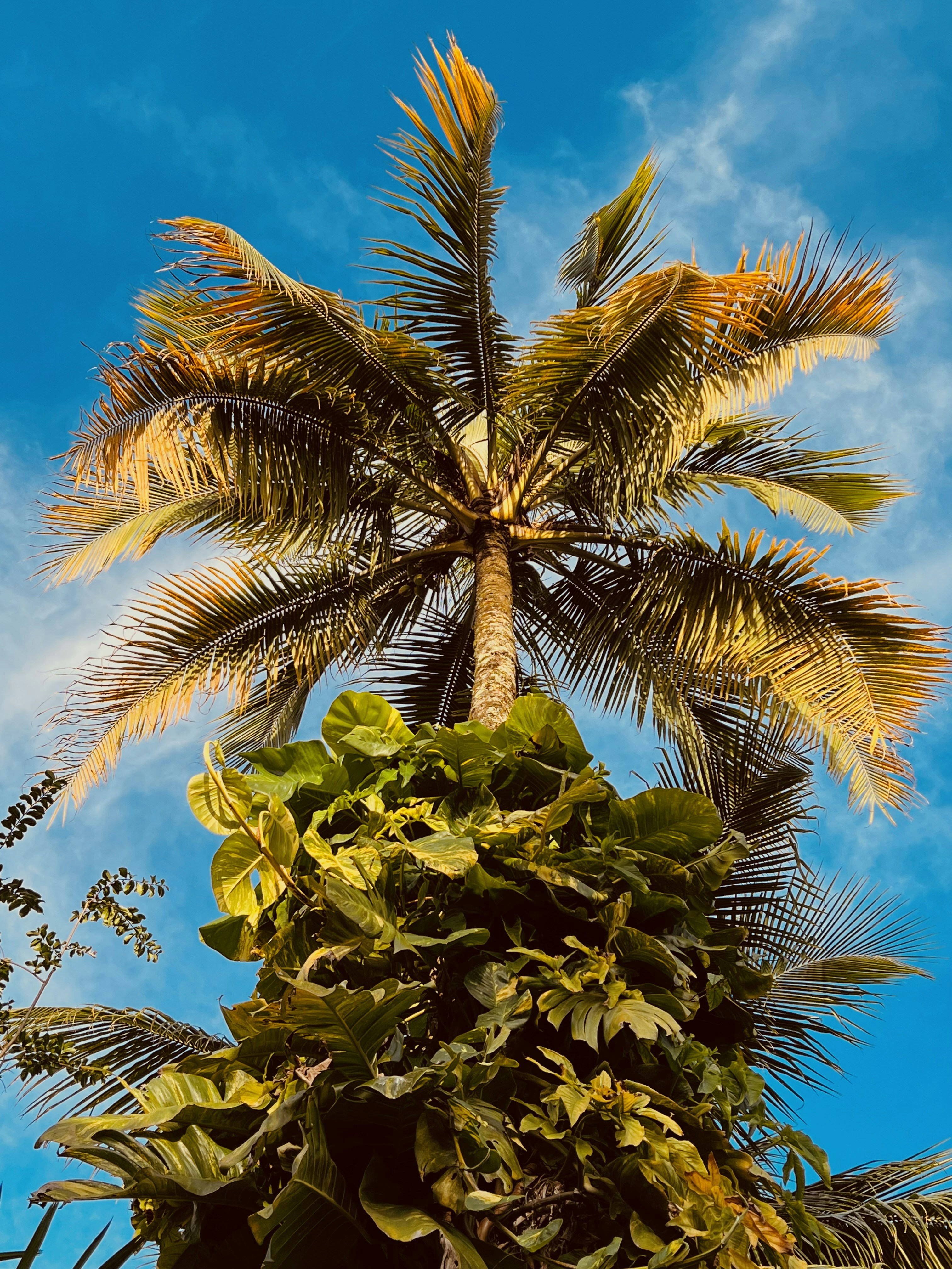 a palm tree with a blue sky in the background