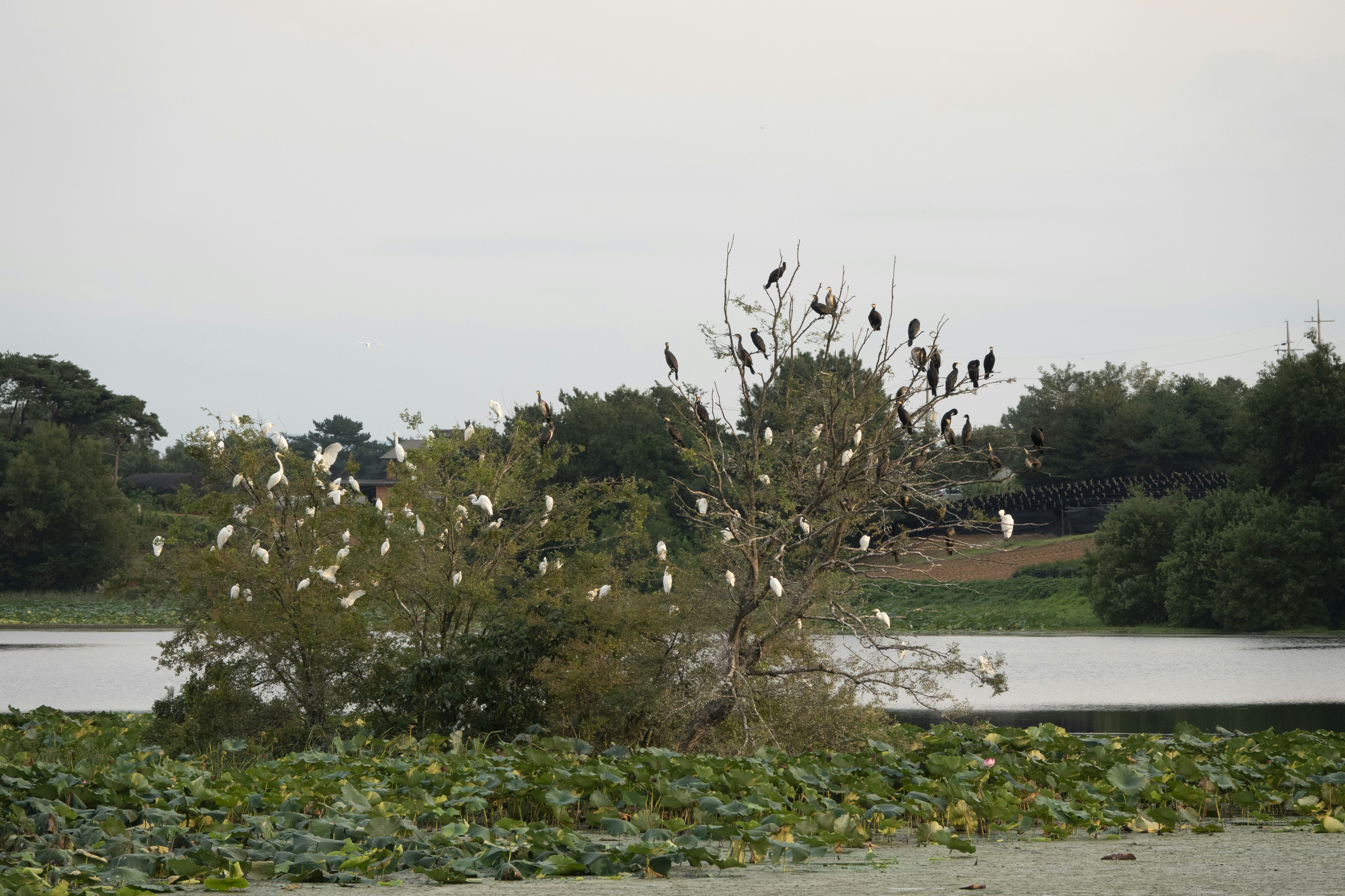 Split Roost at the Riverside: White and dark herons crowd a leafless tree