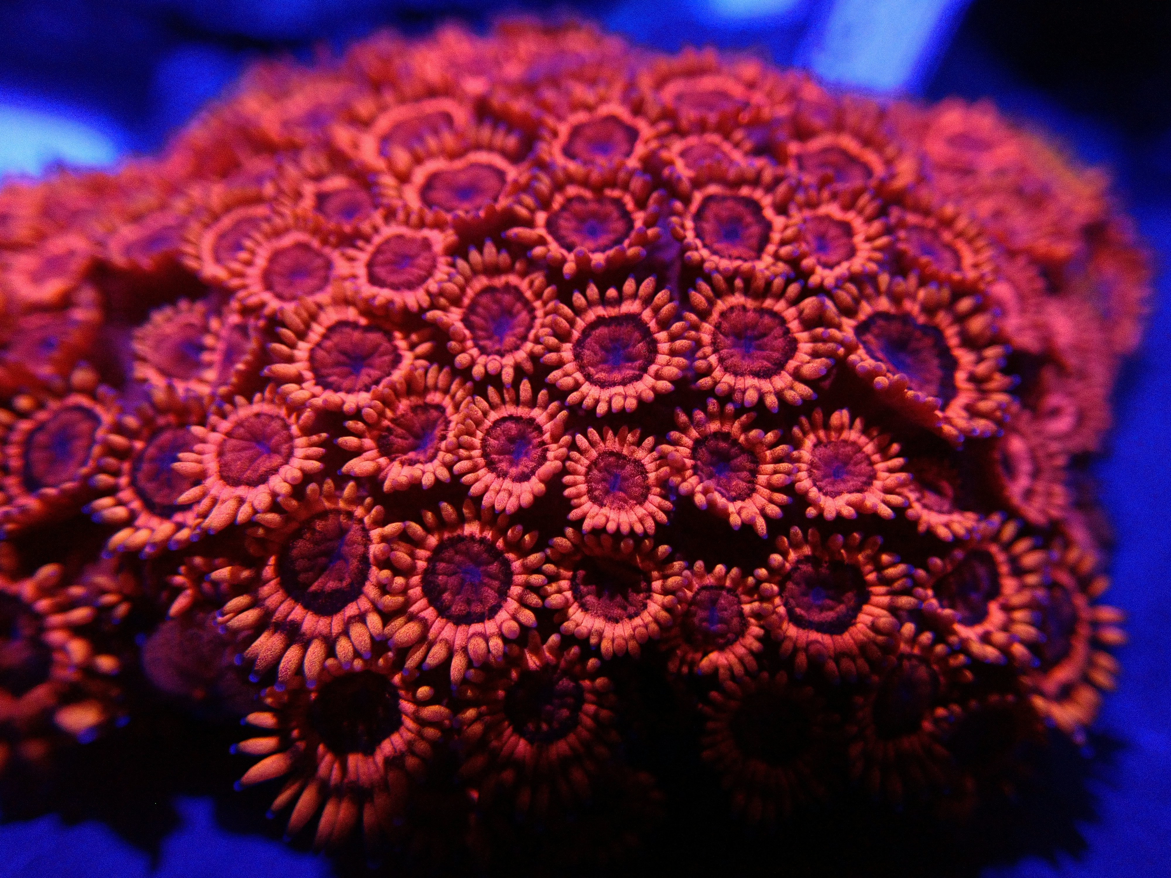Close-up of a dense colony of orange zoanthid corals illuminated by blue aquarium lighting.