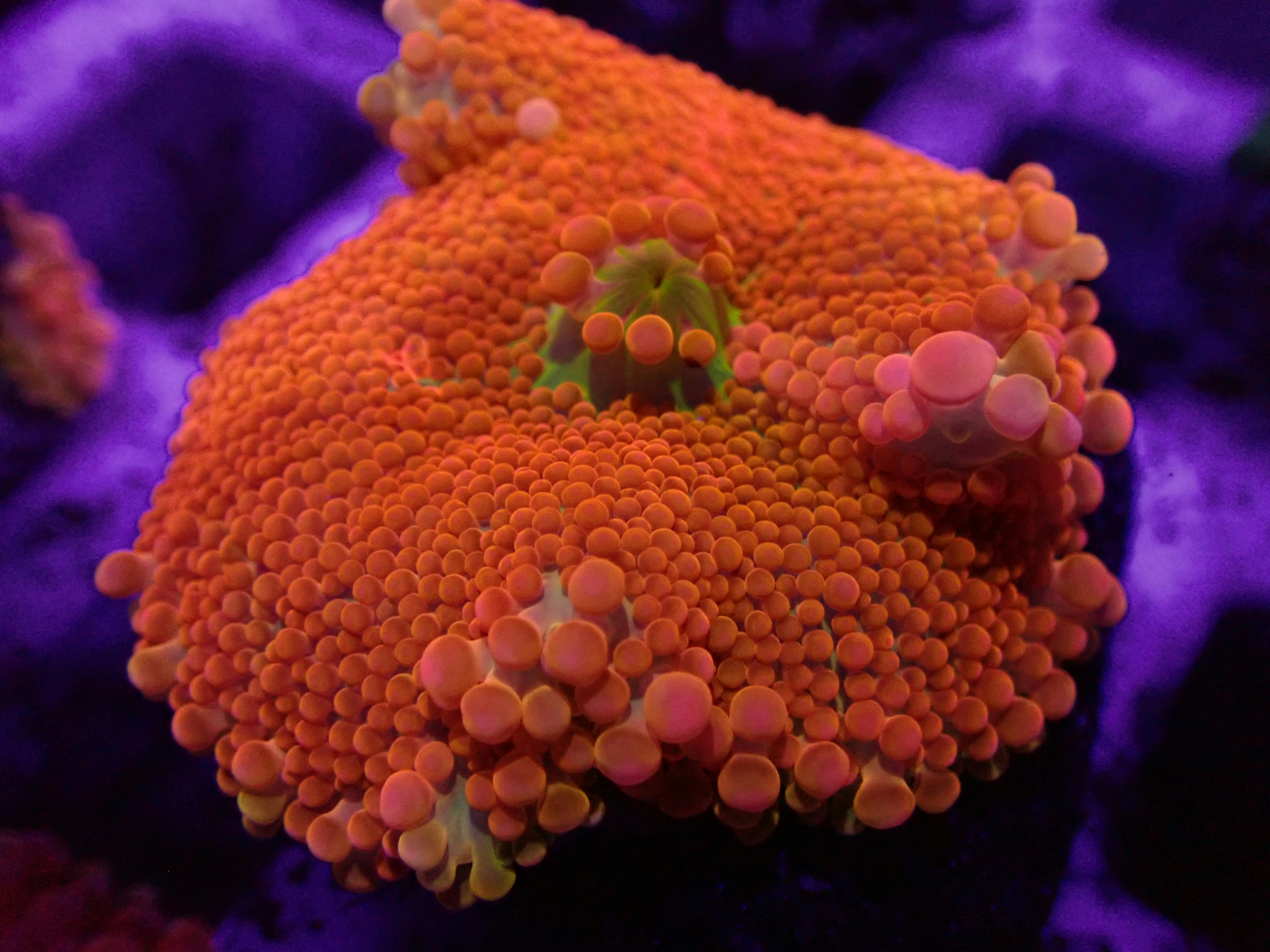 Neon Orange Polyps on a Violet Reef: A Macro Portrait