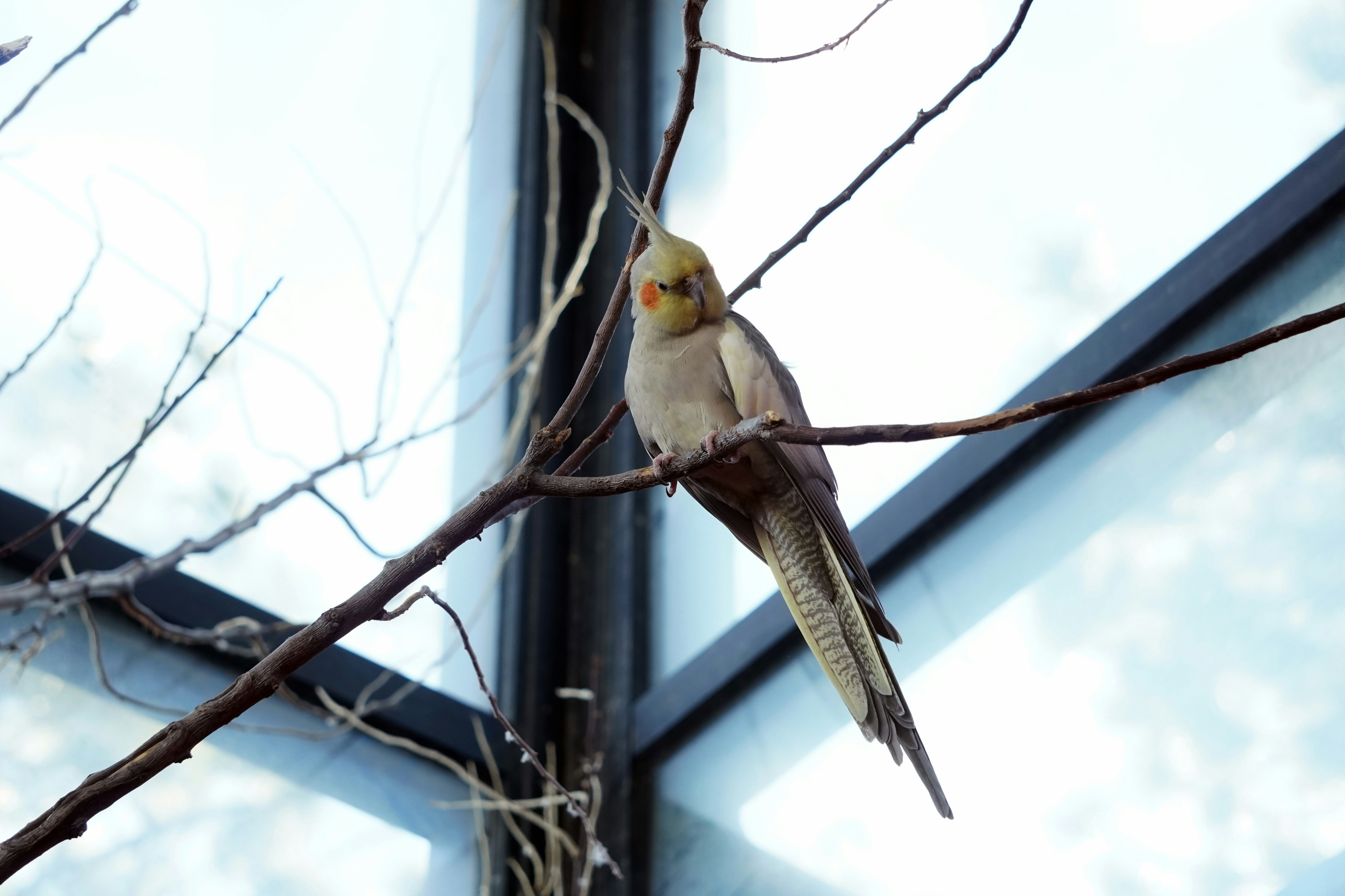 Perched inside the glass: a small bird's quiet moment among architectural branches