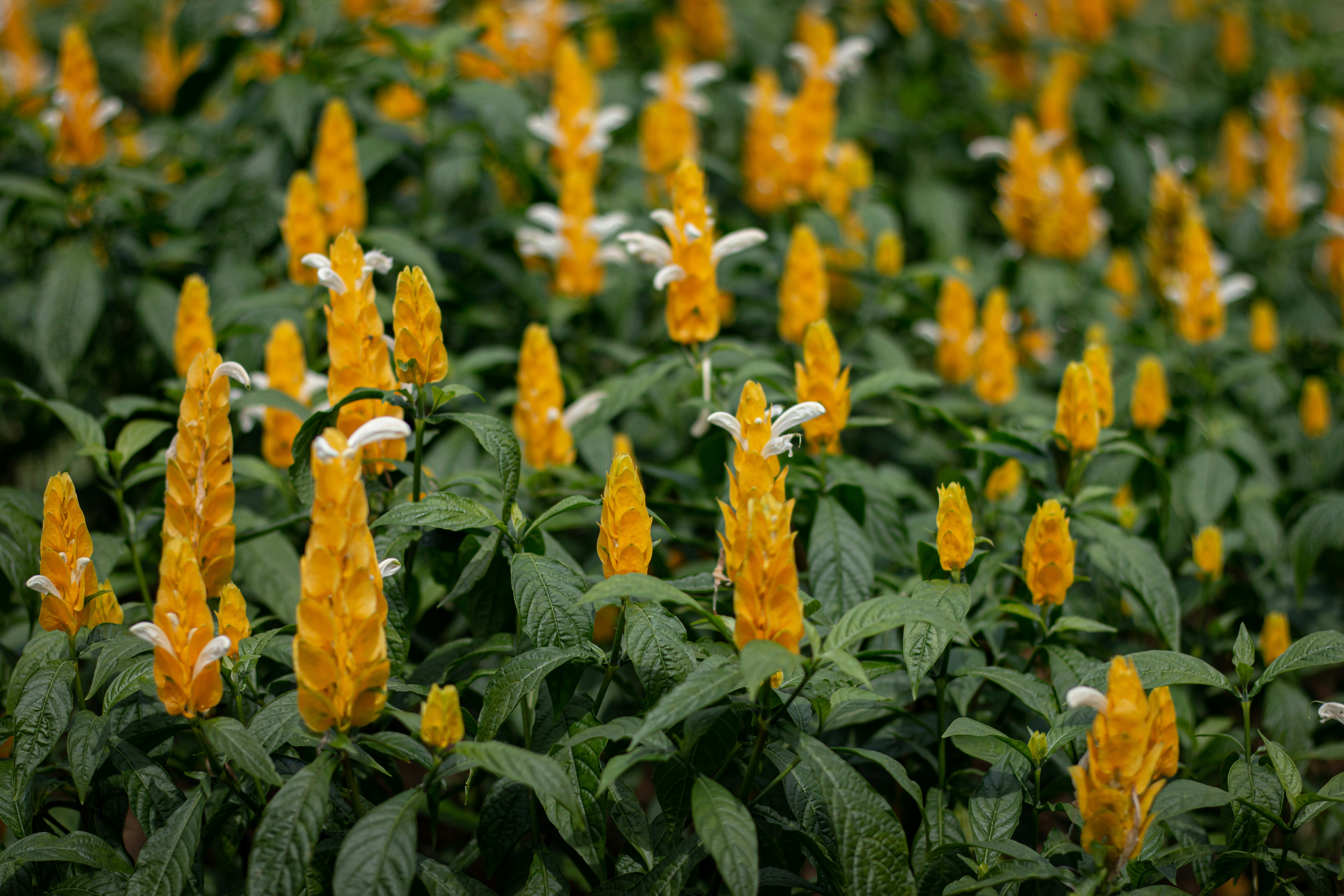 Golden Spire Blooms: A Sea of Yellow Tipped Spikes